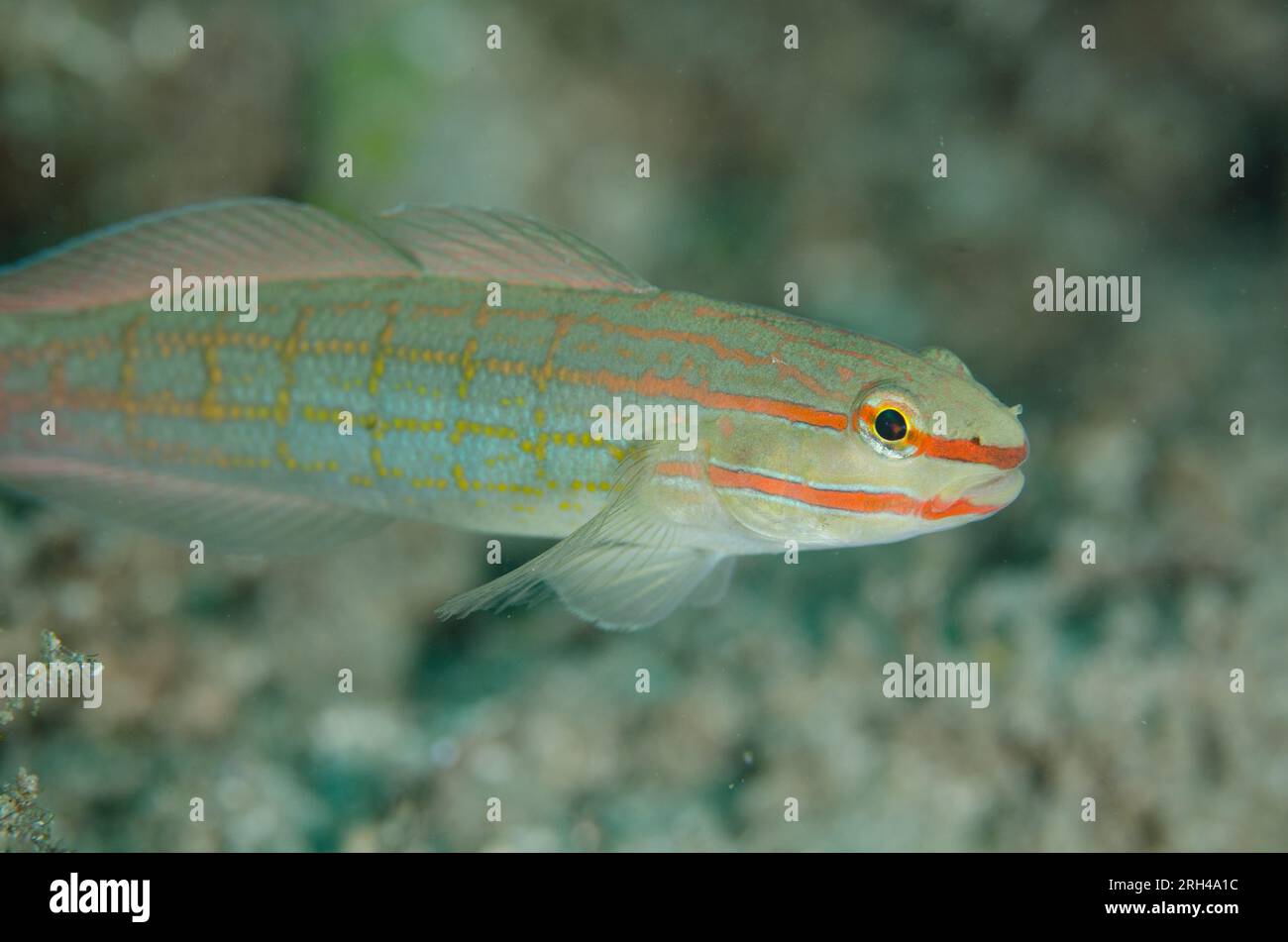 Crosshatch Goby, Amblygobius decussatus, Kareko Point dive site, Lembeh ...