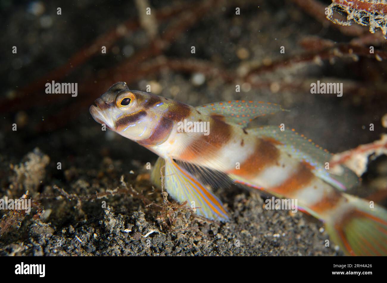 Slantbar Shrimpgoby, Amblyeleotris diagonalis, TK3 dive site, Lembeh ...