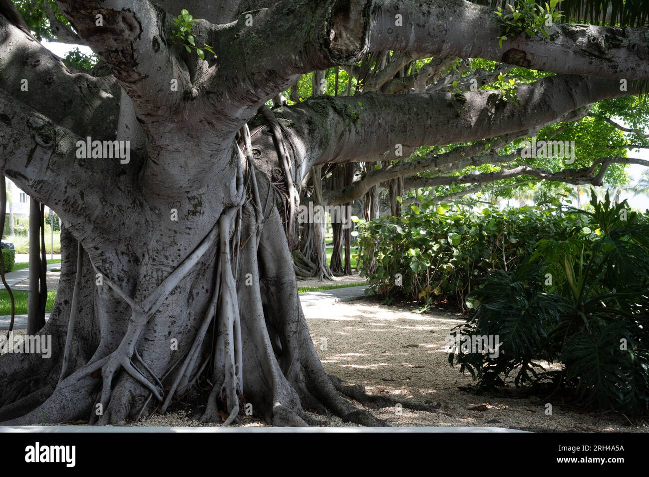 A group of banyan trees in a tropical environment showing the above ...