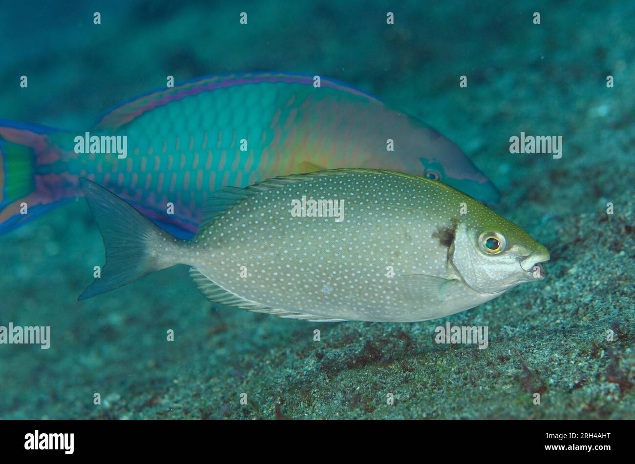 White-spotted Rabbitfish, Siganus canaliculatus, and Yellowfin ...