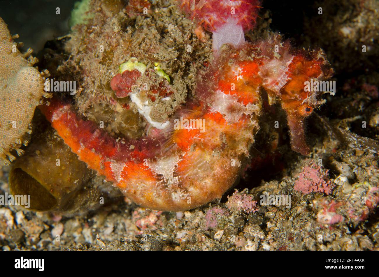 Estuary Seahorse, Hippocampus kuda, Tanjung Kubur dive site, Lembeh ...