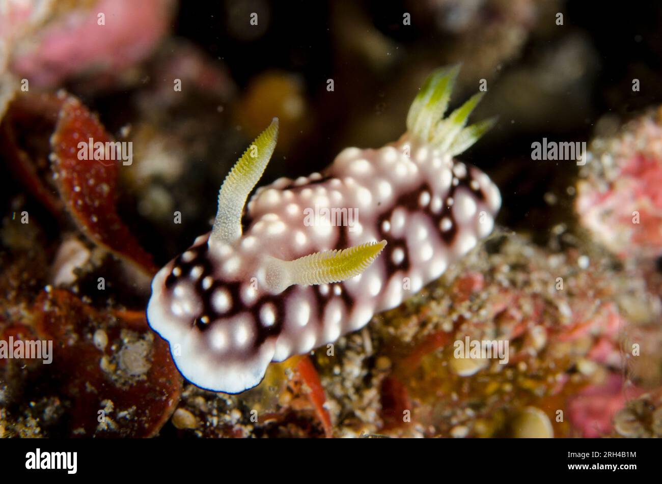 Geometric Nudibranch, Goniobranchus geometrica, Tanjung Kubur dive site ...