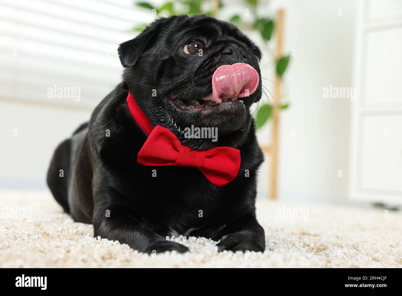 Cute Pug dog with red bow tie on neck in room Stock Photo - Alamy