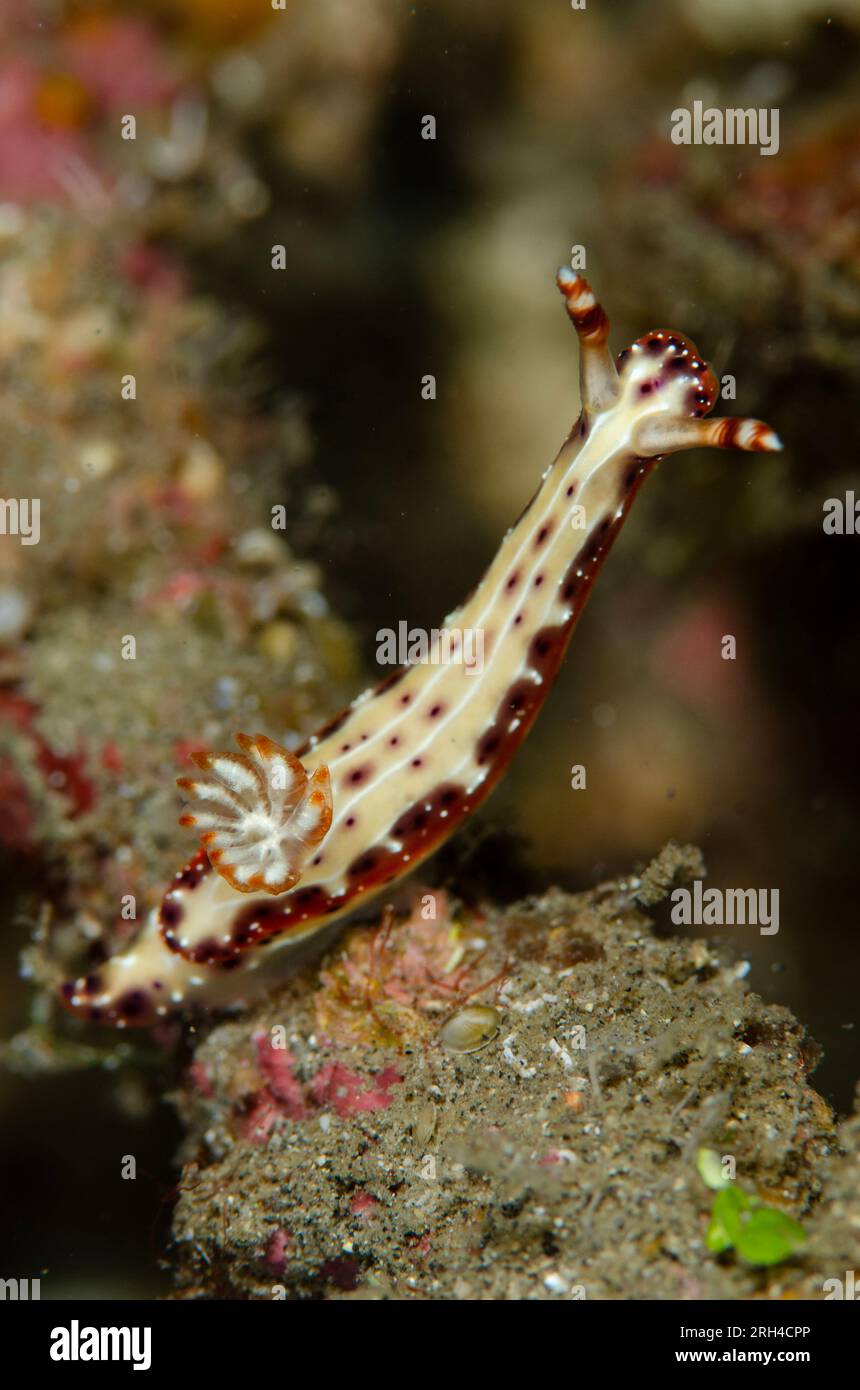 Spotted Hypselodoris Nudibranch, Hypselodoris maculosa, Bianca dive ...