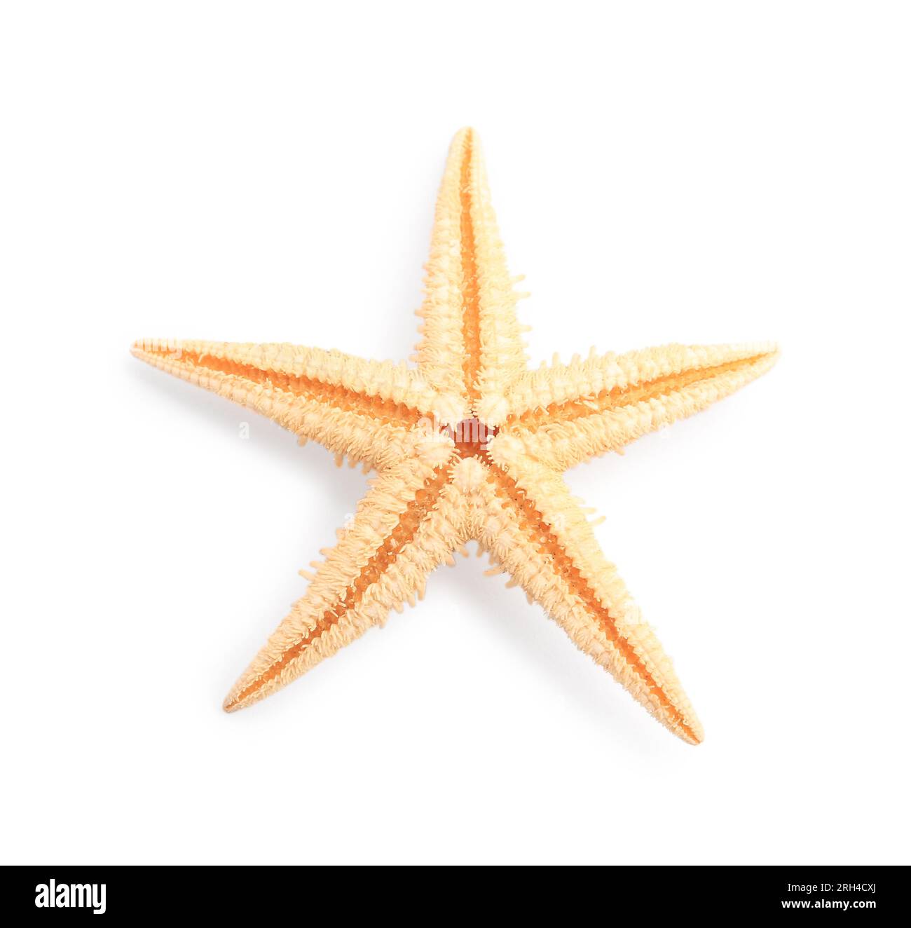 Beautiful sea star (starfish) isolated on white, top view Stock Photo ...