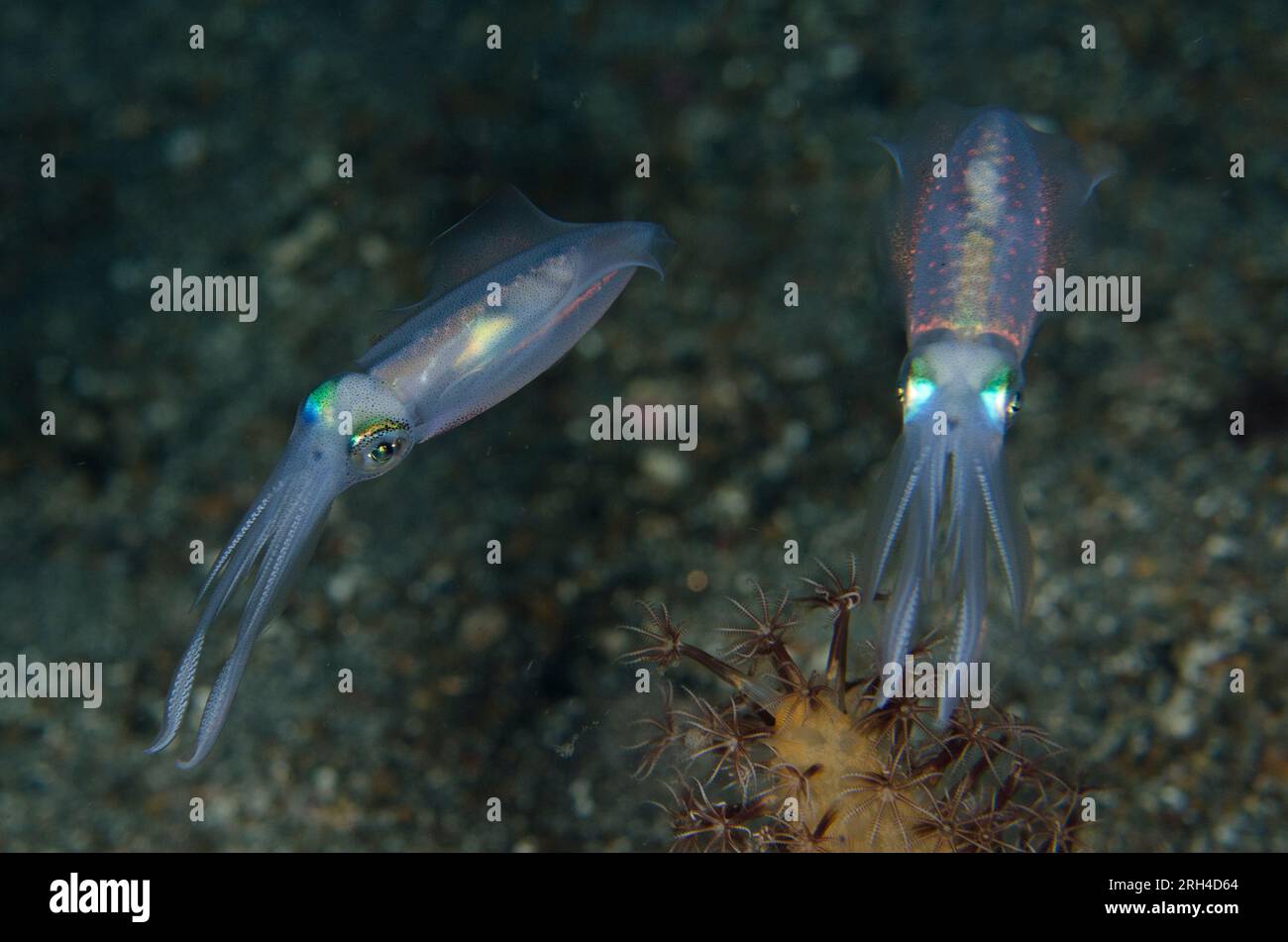Pair of Bigfin Reef Squid, Sepioteuthis lessoniana, night dive, Pantai ...