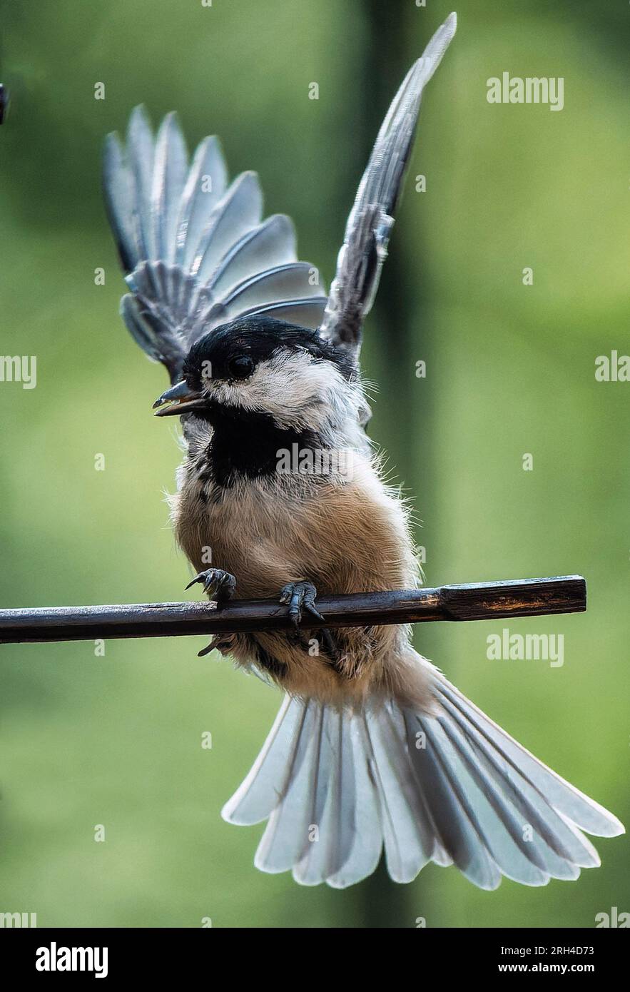 Chickadee tail hi-res stock photography and images - Alamy