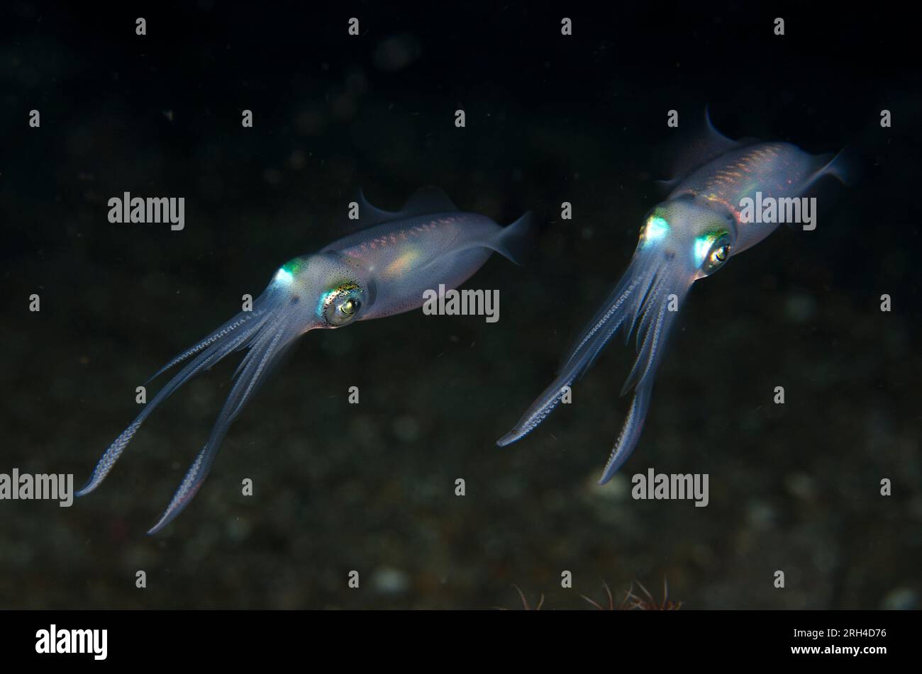 Pair of Bigfin Reef Squid, Sepioteuthis lessoniana, night dive, Pantai ...