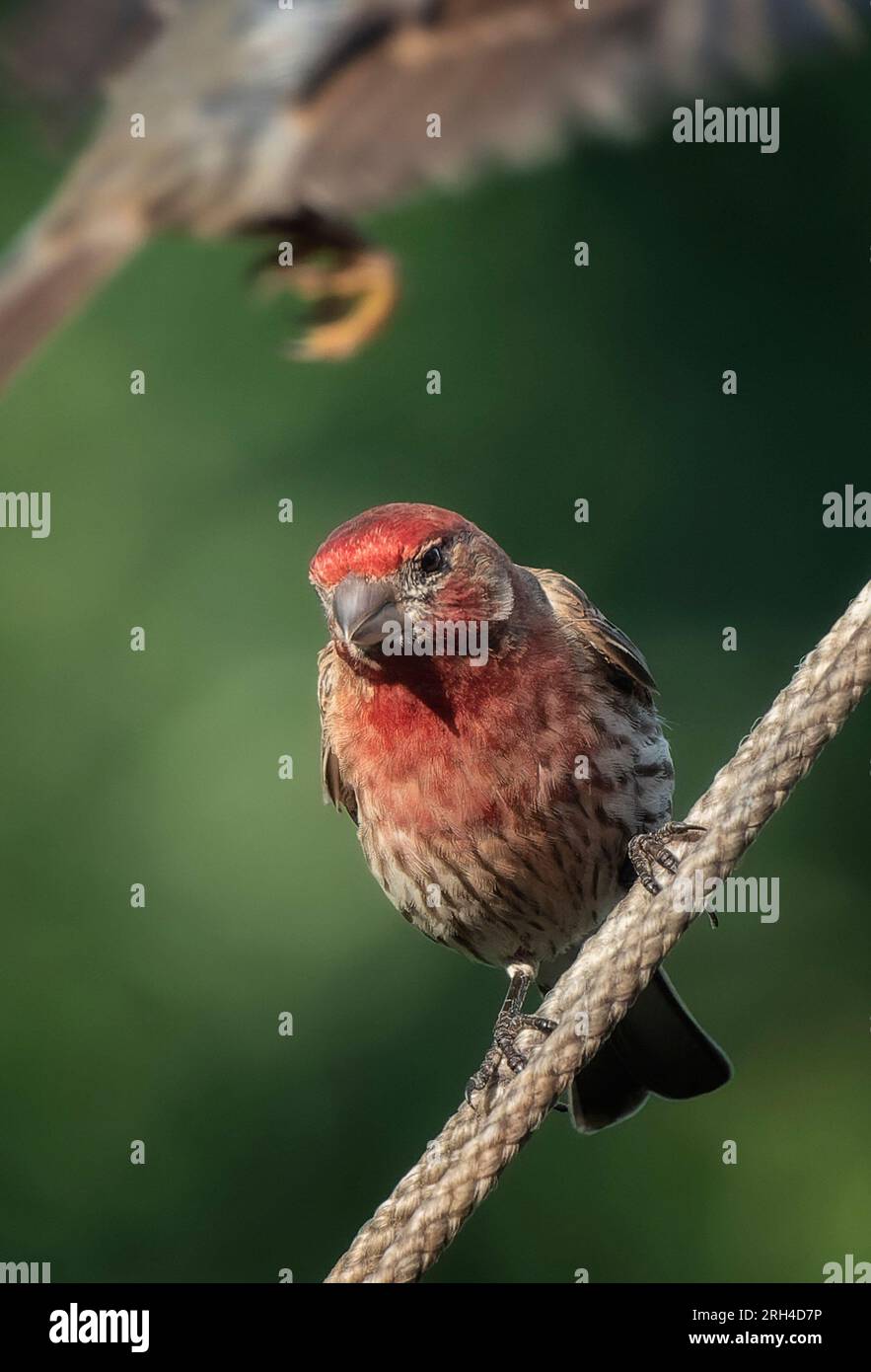 Flting by hi-res stock photography and images - Alamy