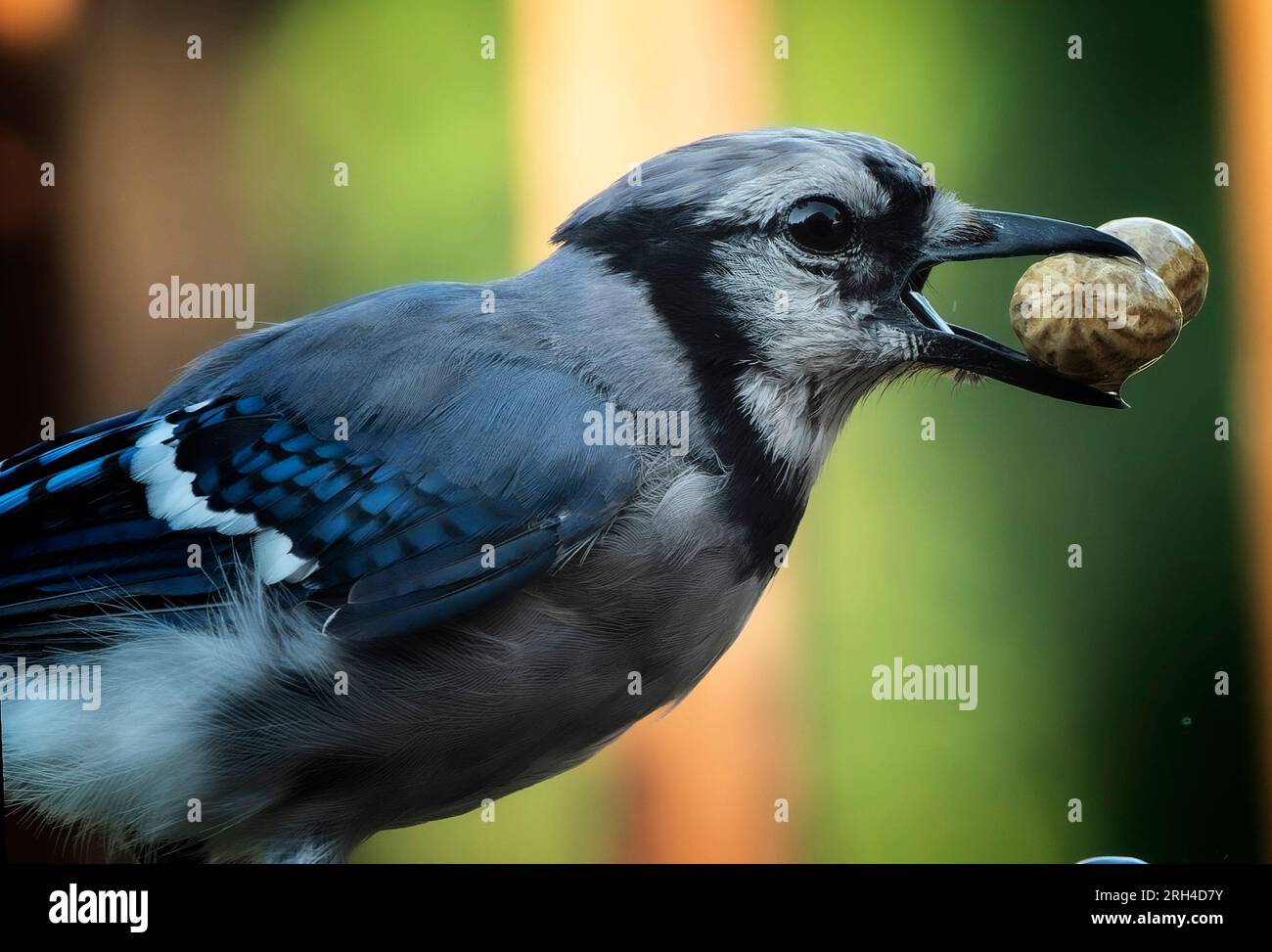 Bluejay eating a peanut hi-res stock photography and images - Alamy