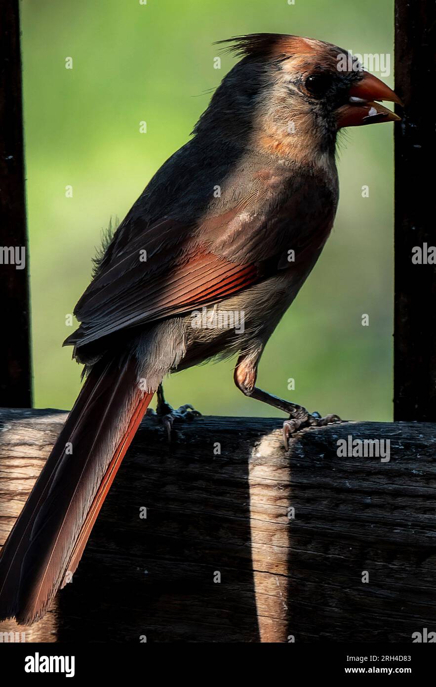 Long deep shadow hi-res stock photography and images - Alamy