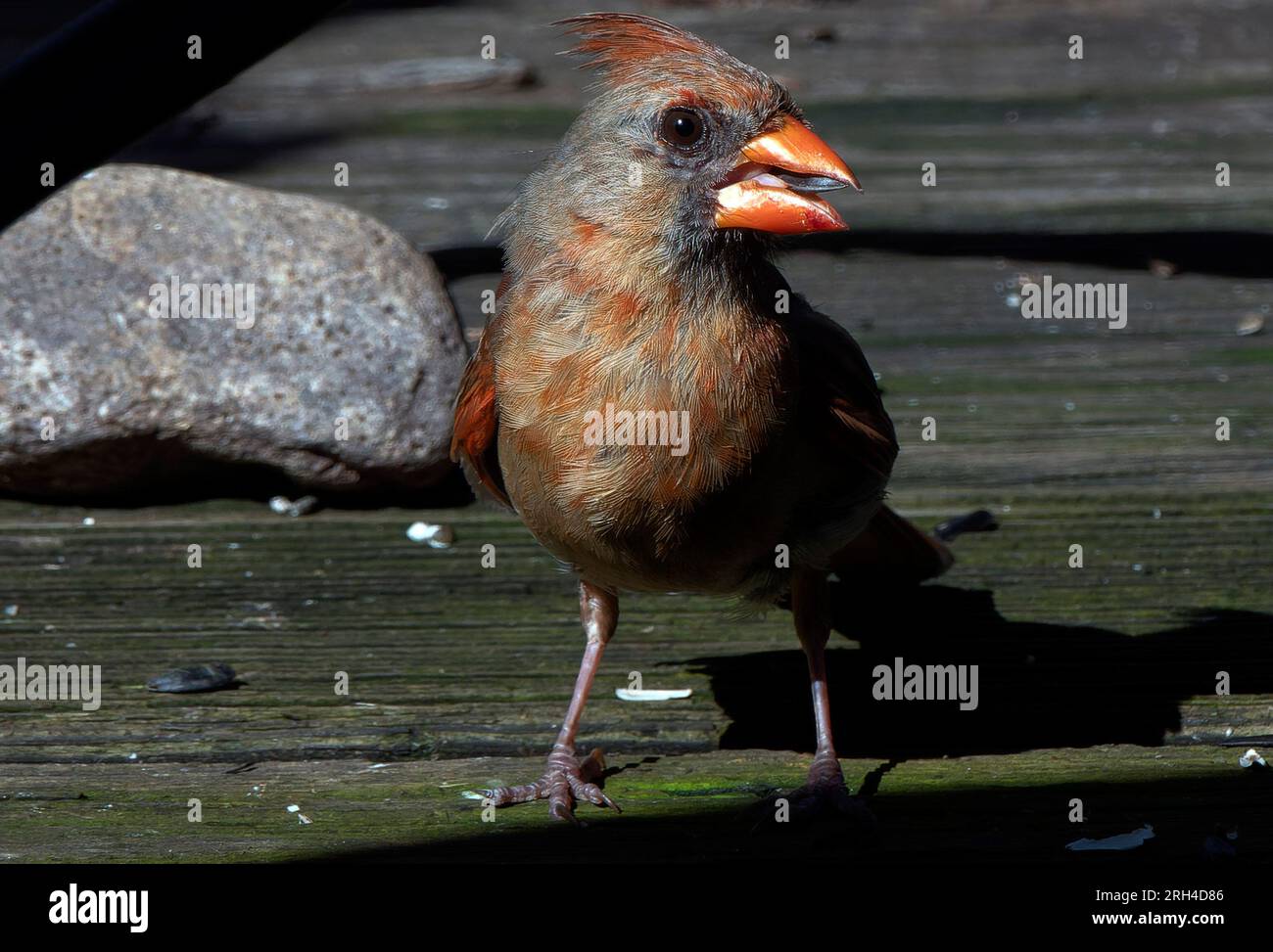Northern Cardinal on the backyard deck Stock Photo - Alamy