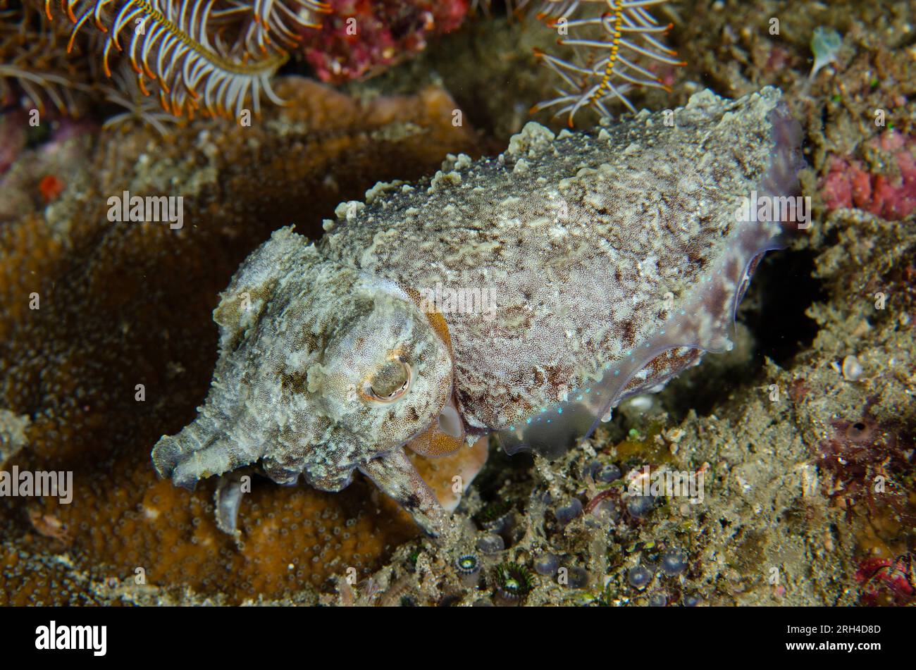 Stumpy-spined Cuttlefish, Sepia bandensis, night dive, Pantai Parigi ...