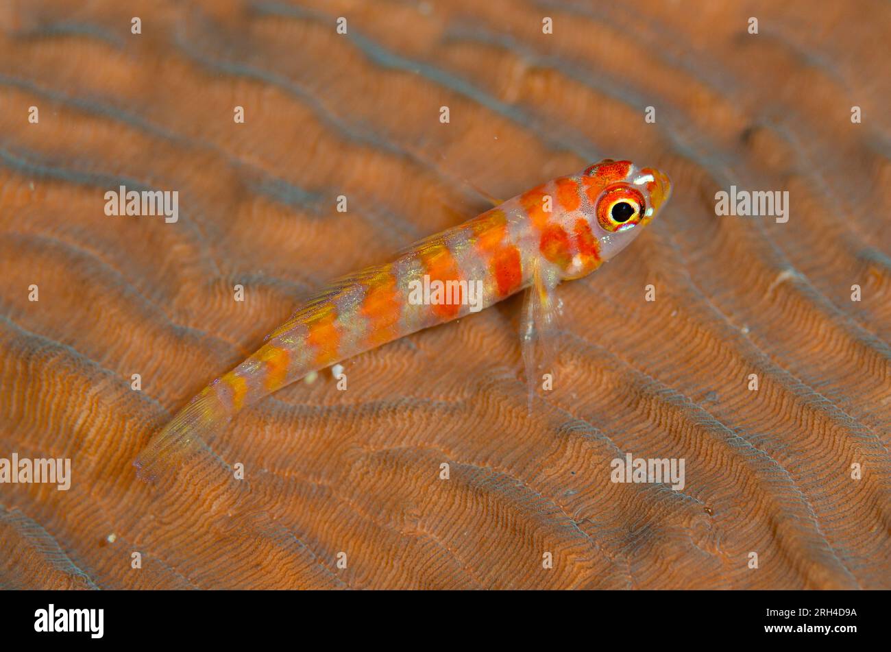 Candycane dwarfgoby trimma cana hi-res stock photography and images - Alamy