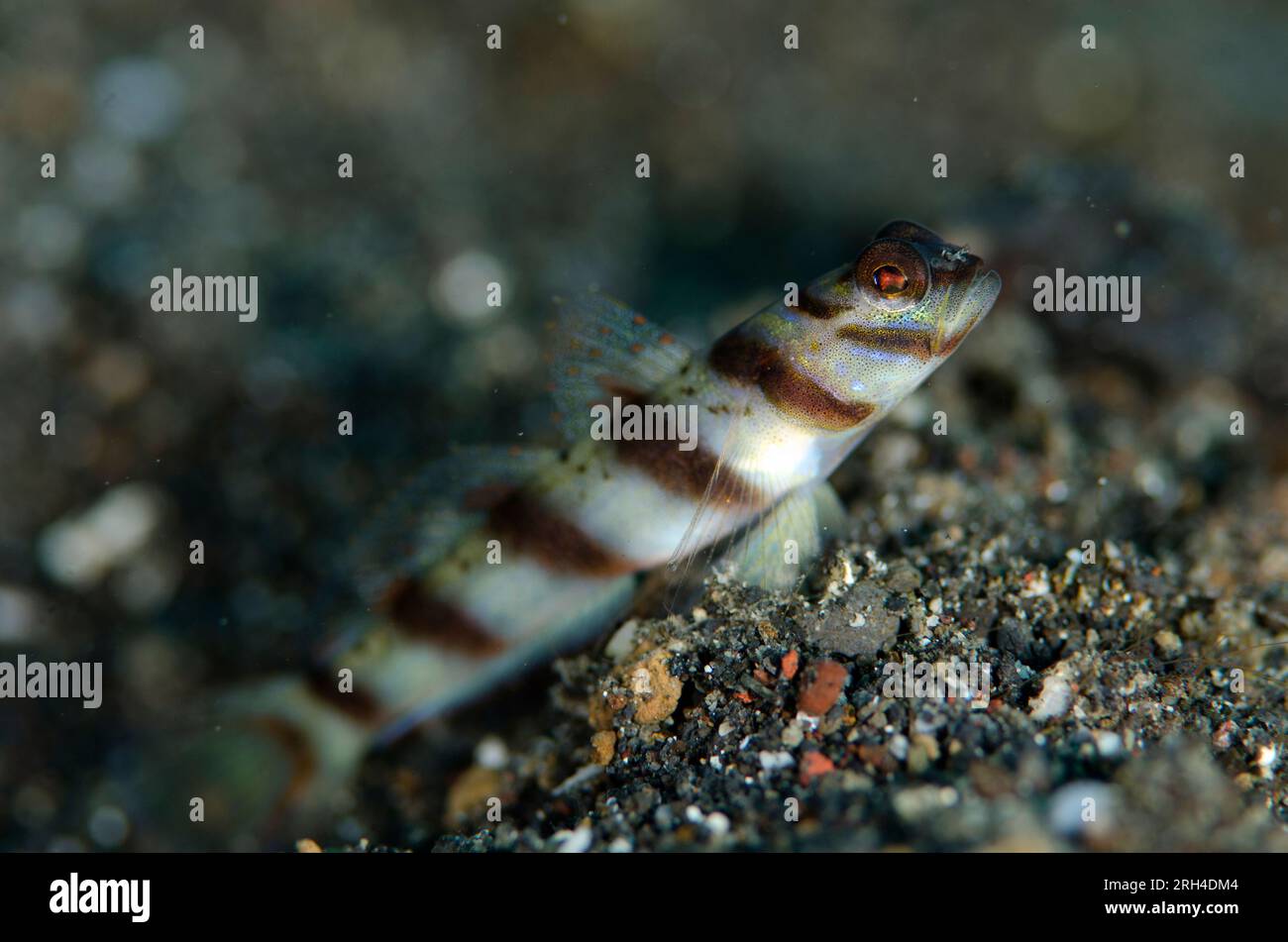 Slantbar Shrimpgoby, Amblyeleotris diagonalis, Aer Perang dive site ...