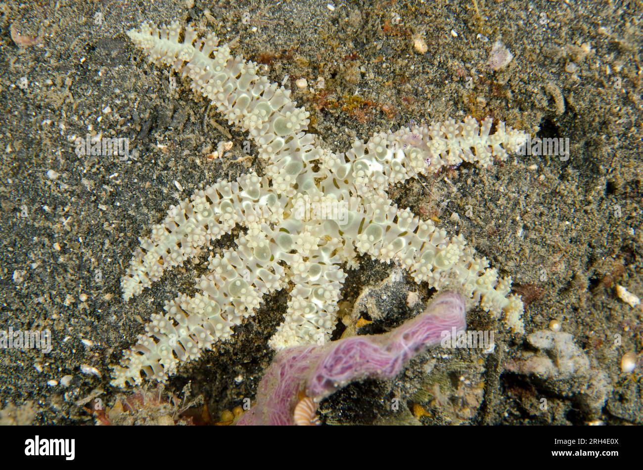 Bali fire anemone hi-res stock photography and images - Alamy