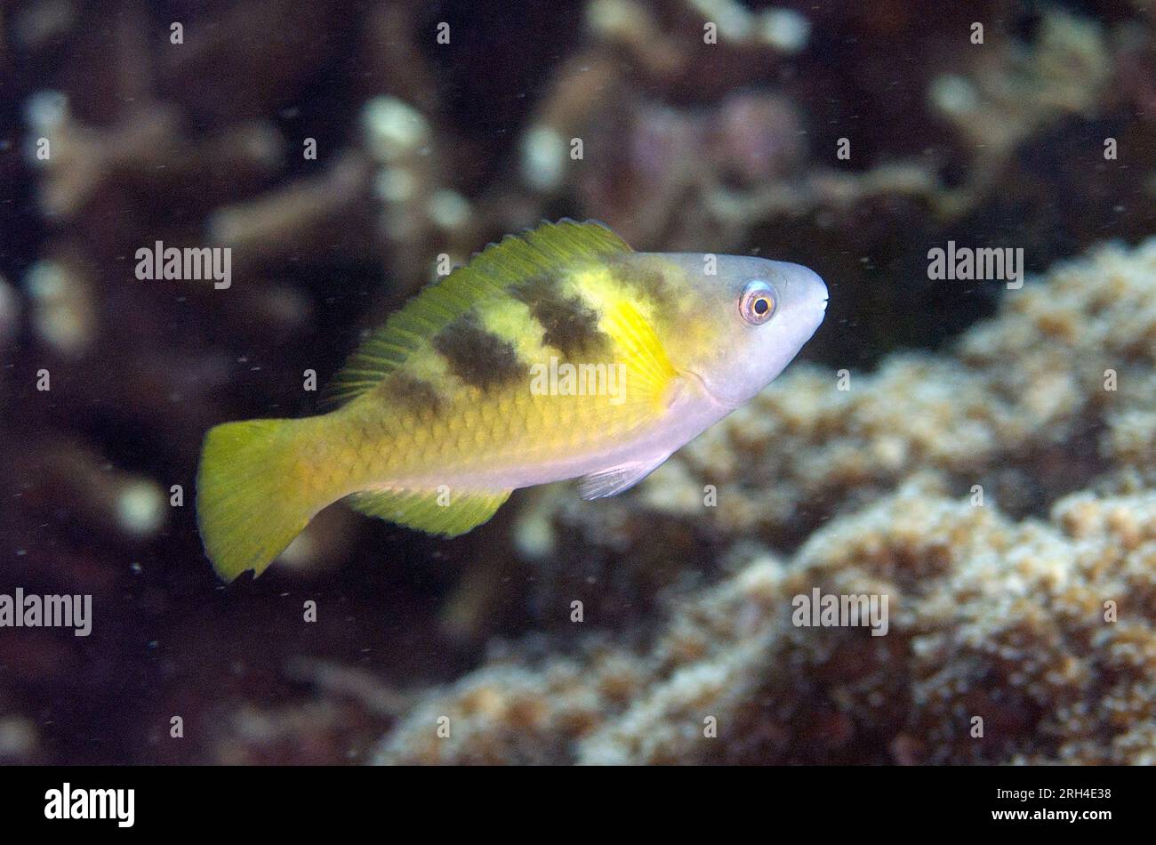 Female Fivesaddle Parrotfish, Scarus scaber, Serena Besar dive site ...