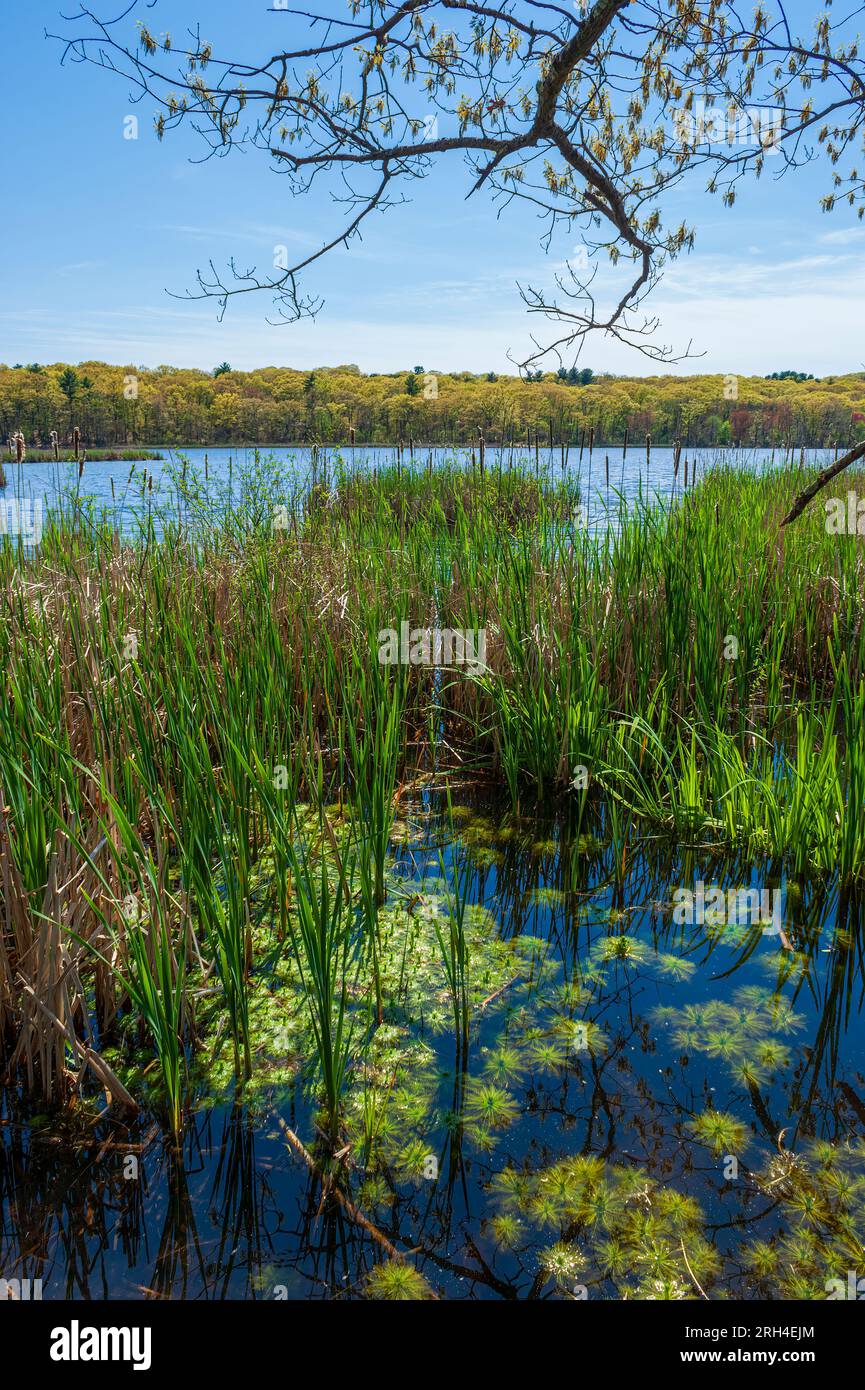 Lush water plants in spring. Kendrick Pond, Cutler Park Reservation ...