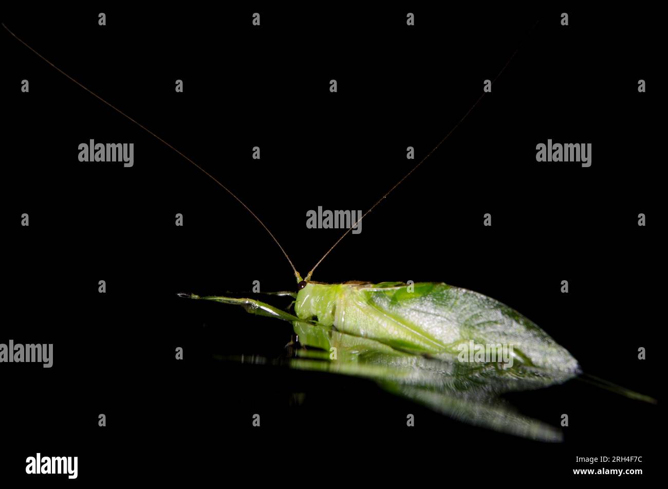 Orthoptera order hi-res stock photography and images - Alamy