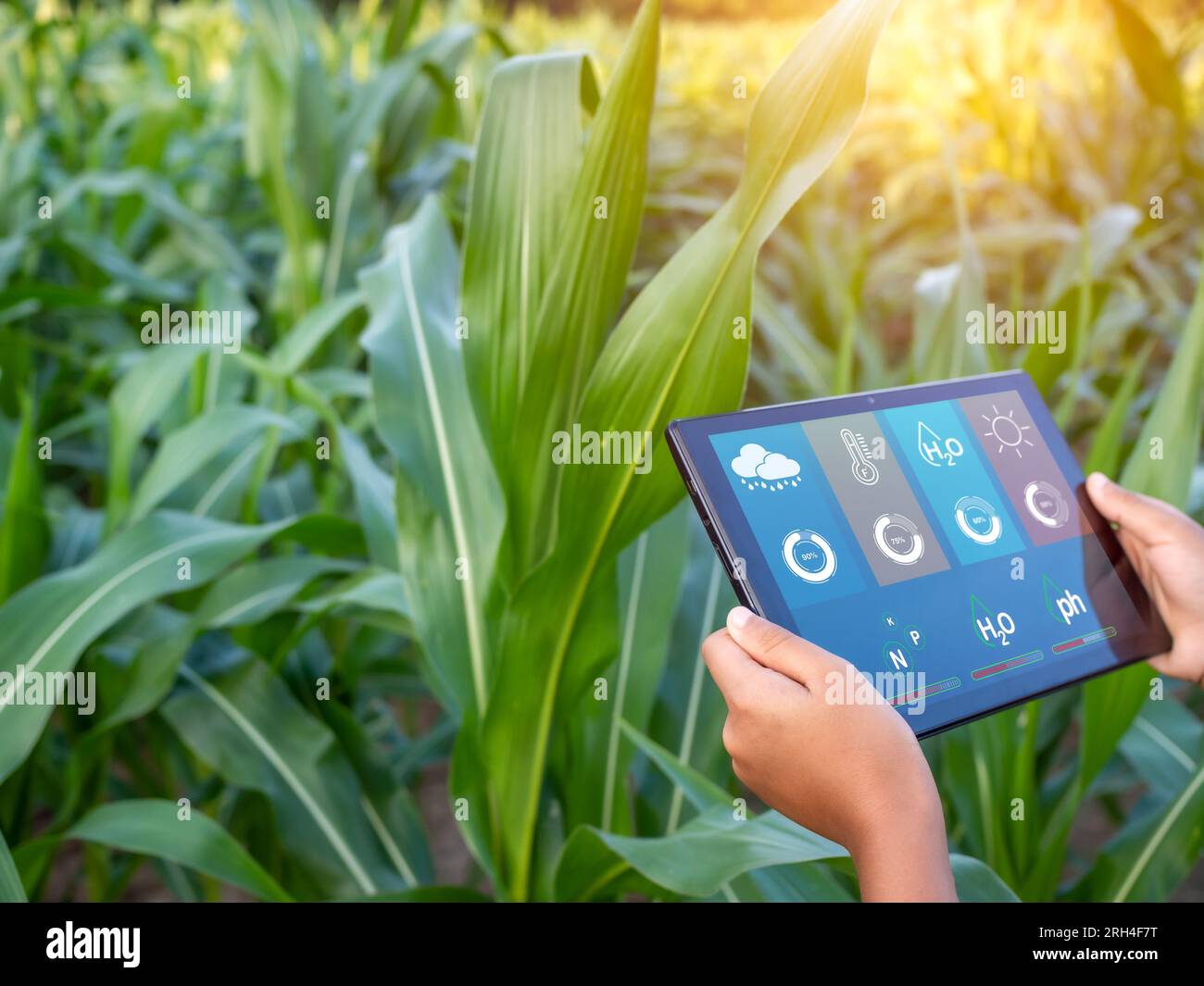 Smart Farming with IoT. Growing Corn Seedlings with Infographics. Smart ...