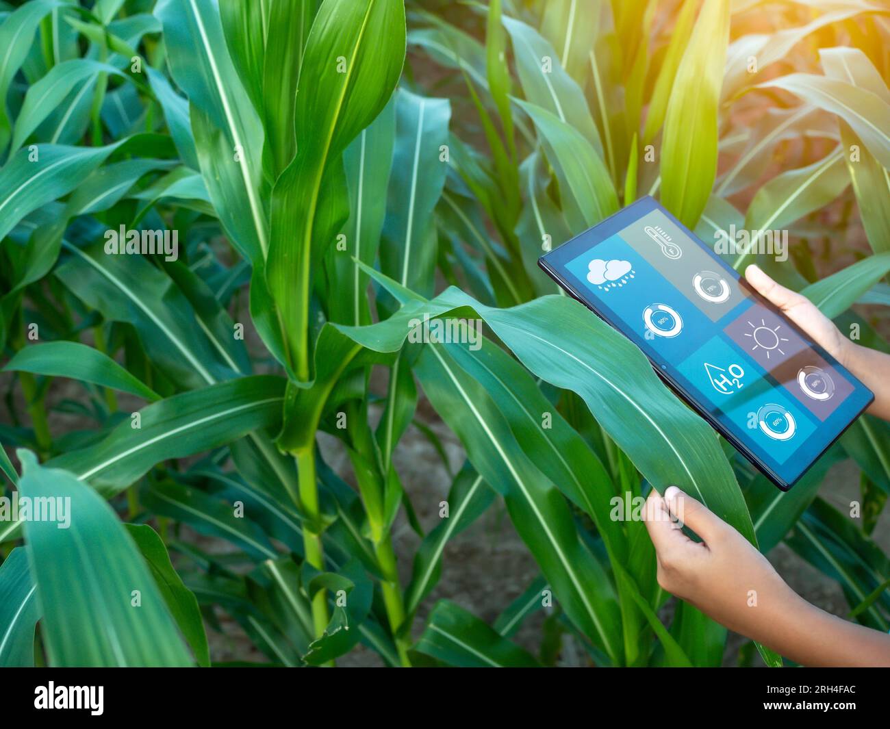 Smart Farming with IoT. Growing Corn Seedlings with Infographics. Smart ...
