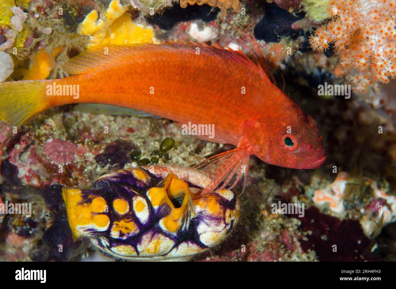 Lyretail Hawkfish, Cyprinocirrhites polyactis, by Ink-Spot Sea Squirt ...