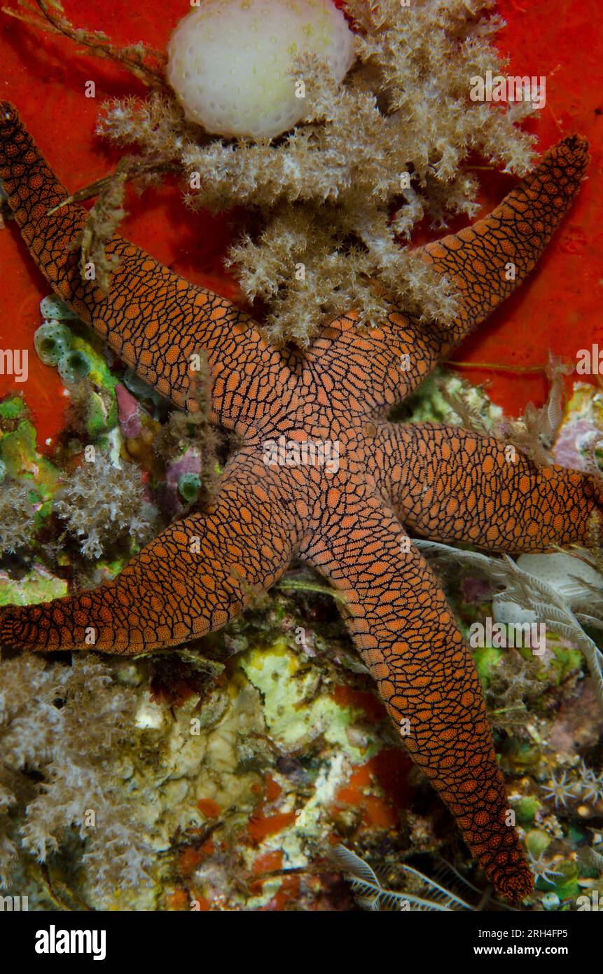 Indian Sea Star, Fromia indica, Batu Kapal dive site, Lembeh Straits ...