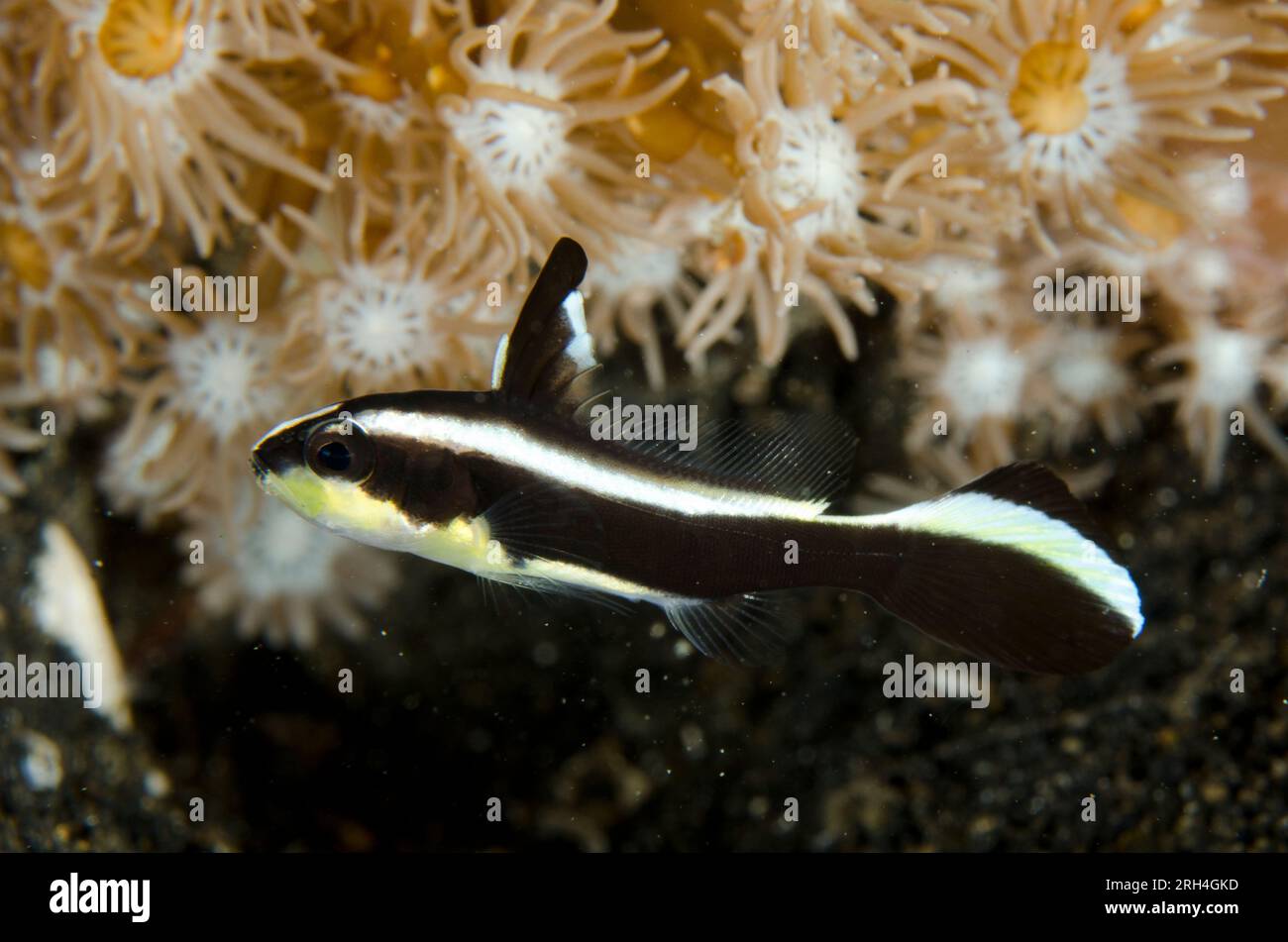 Juvenile Silver Sweetlips, Diagramma pictum, by coral, TK3 dive site ...