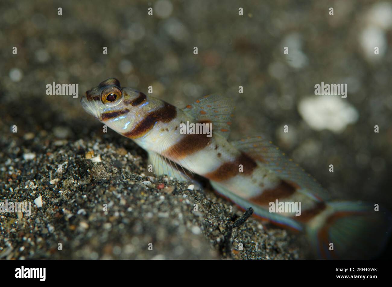 Slantbar Shrimpgoby, Amblyeleotris diagonalis, Rojos dive site, Lembeh ...