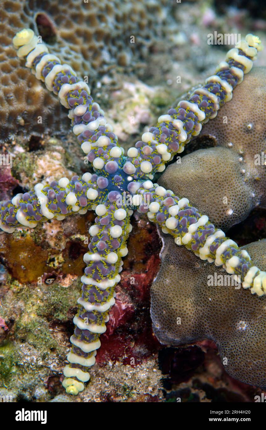 Warty Sea Star, Echinaster callosus, Rojas dive site, Lembeh Straits ...