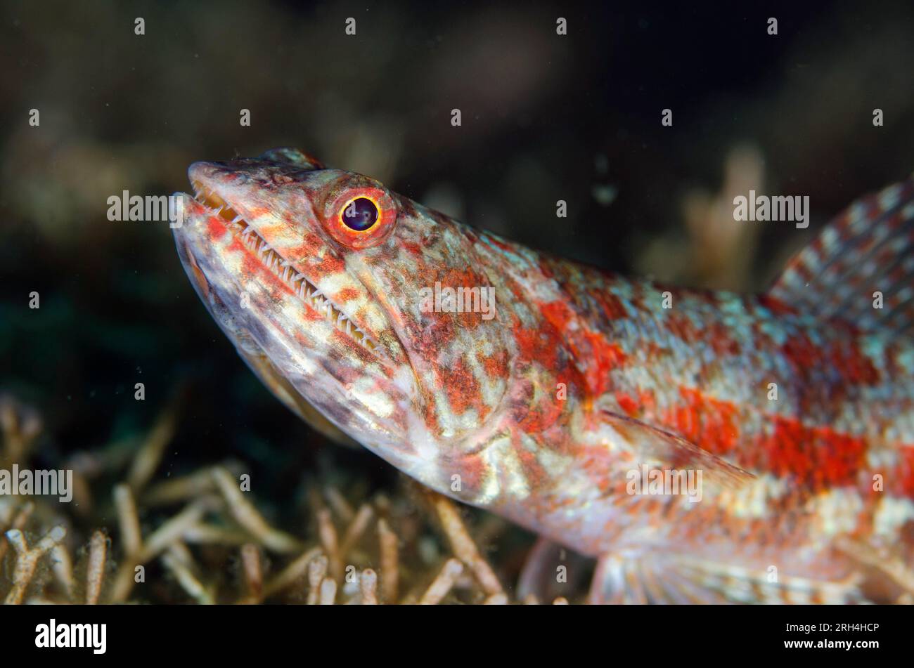 Reef Lizardfish, Synodus variegatus, Aw Shucks dive site, Lembeh ...