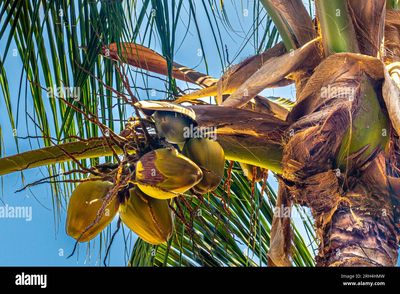 Cuba, Varadero. Holidays on sandy beaches and swimming in warm, clean ...