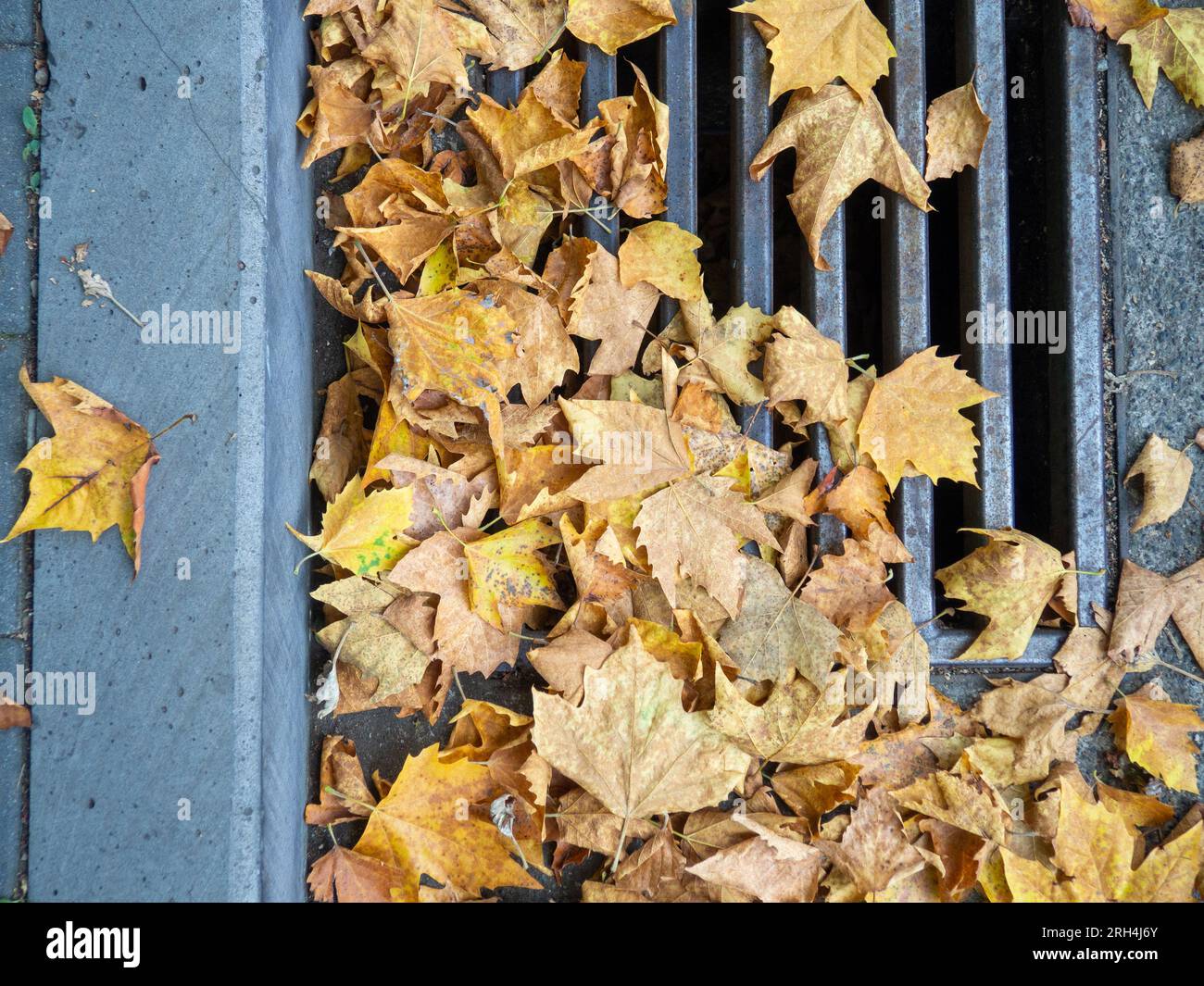 Red plants garden pathway concrete hi-res stock photography and images ...