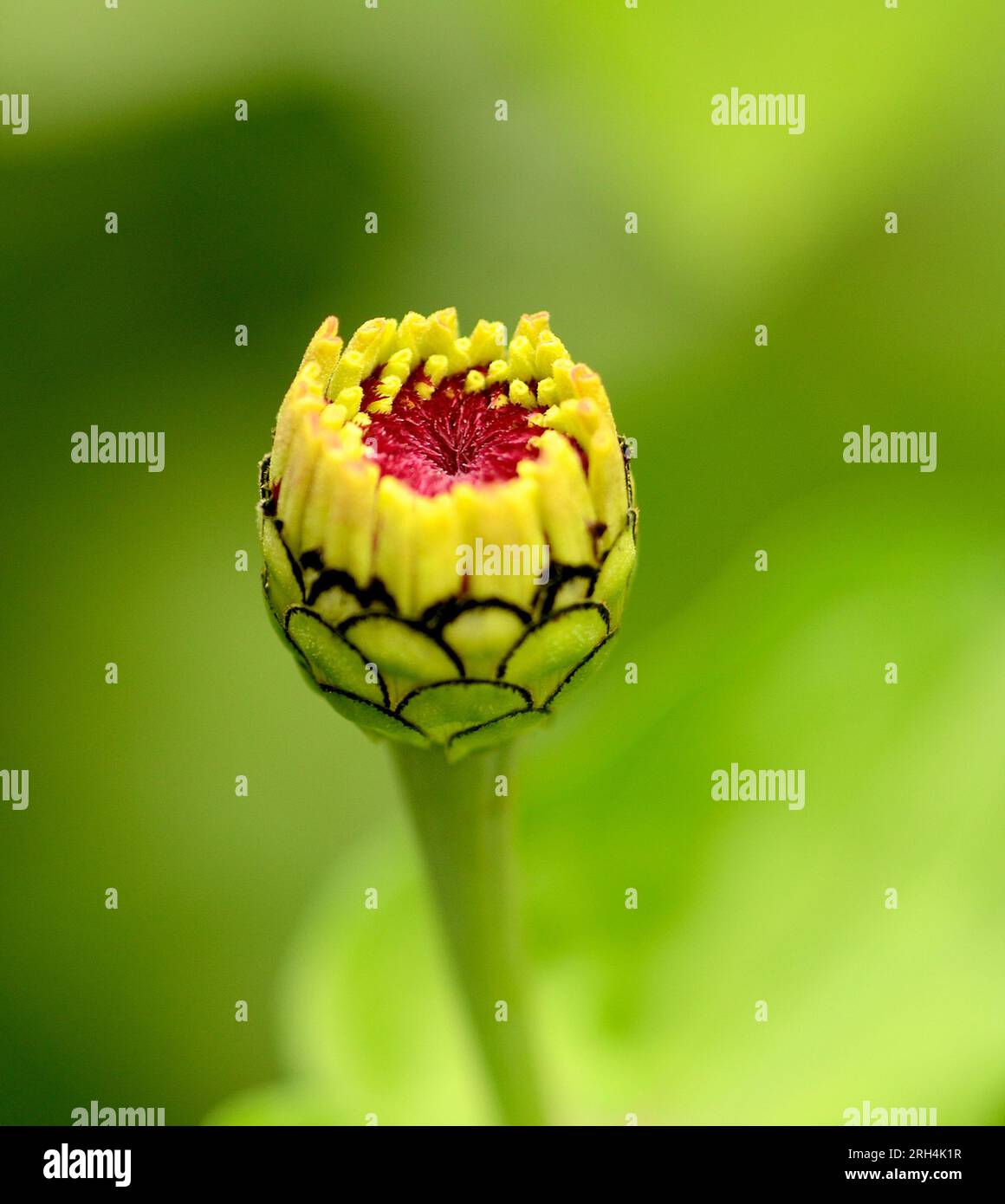 Benarys Giant Deep Red Zinnia bud (Zinnia elegans Stock Photo - Alamy
