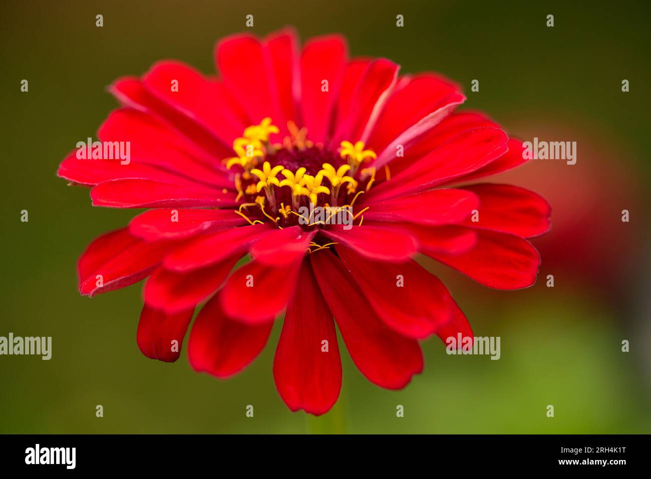 Zinnia elegans benarys giant deep red hi-res stock photography and ...
