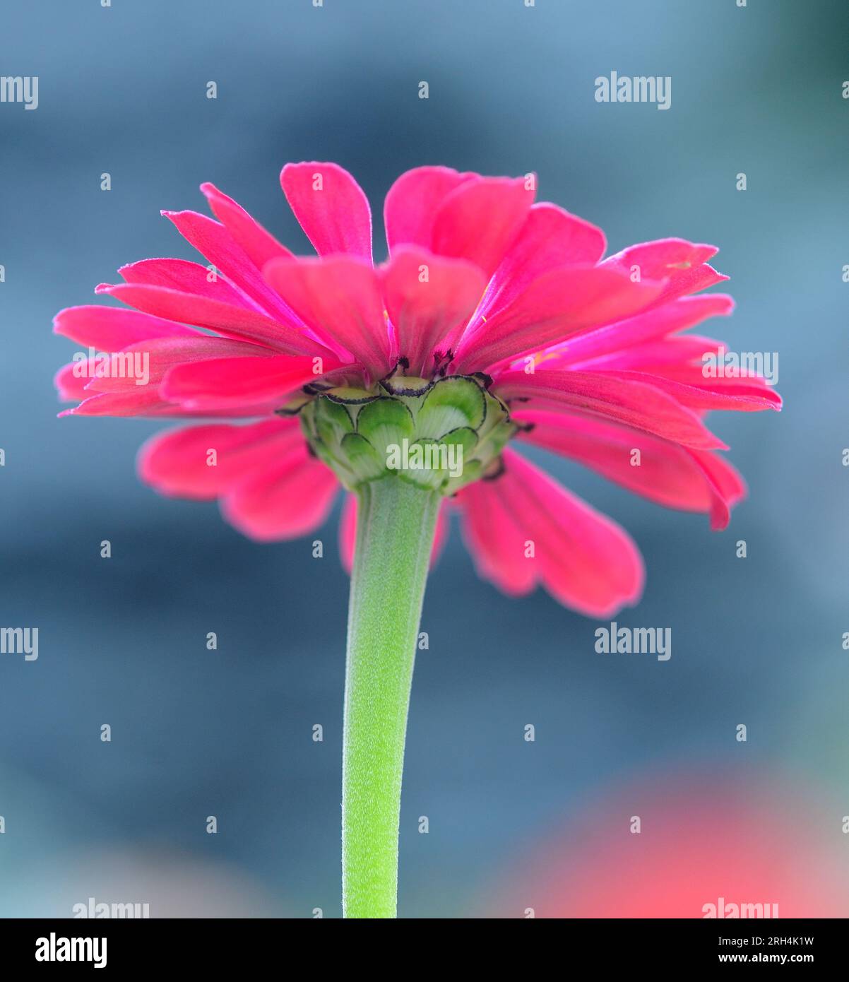 Zinnia elegans benarys giant deep red hi-res stock photography and ...