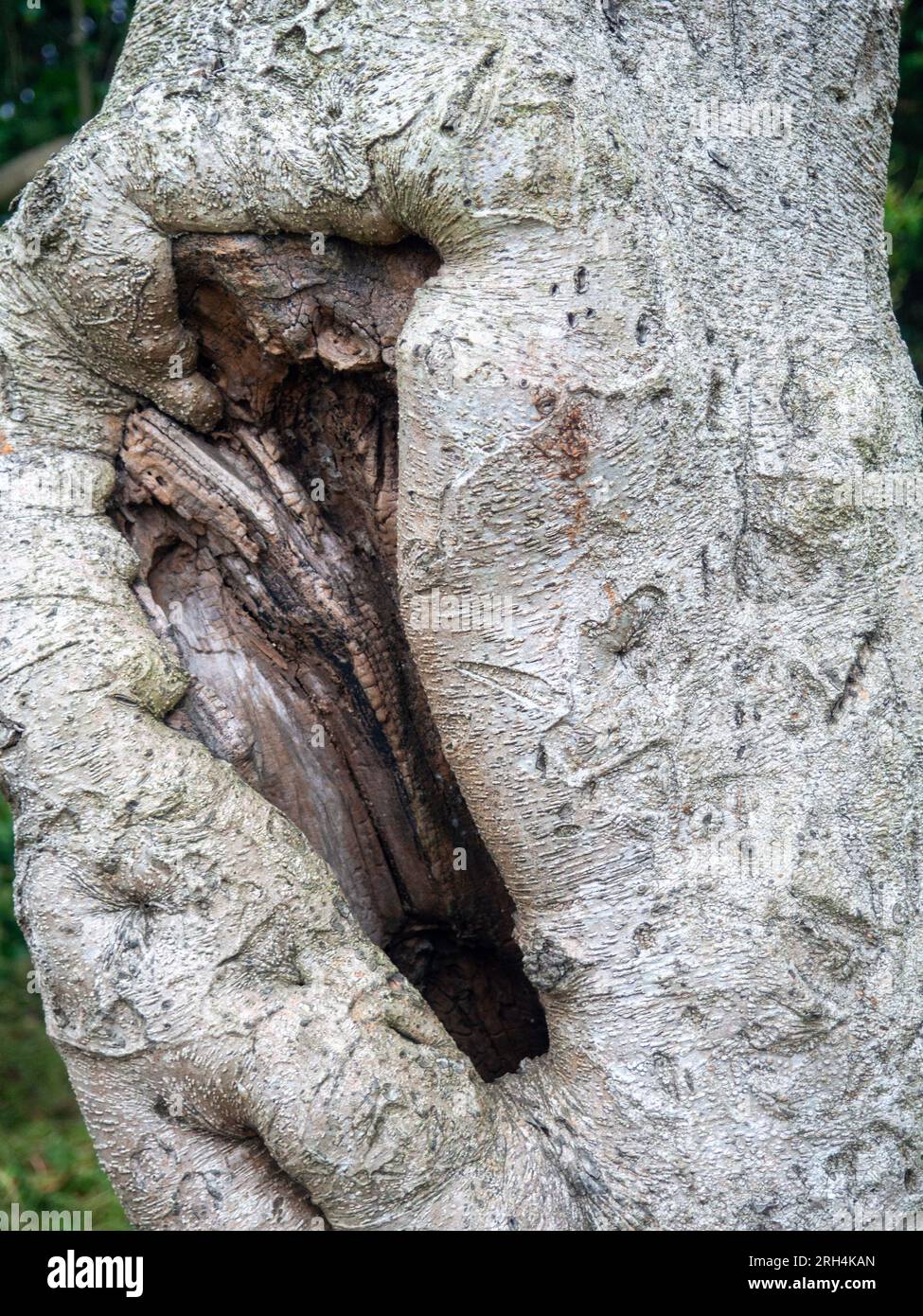 Rough tree trunk hi-res stock photography and images - Alamy