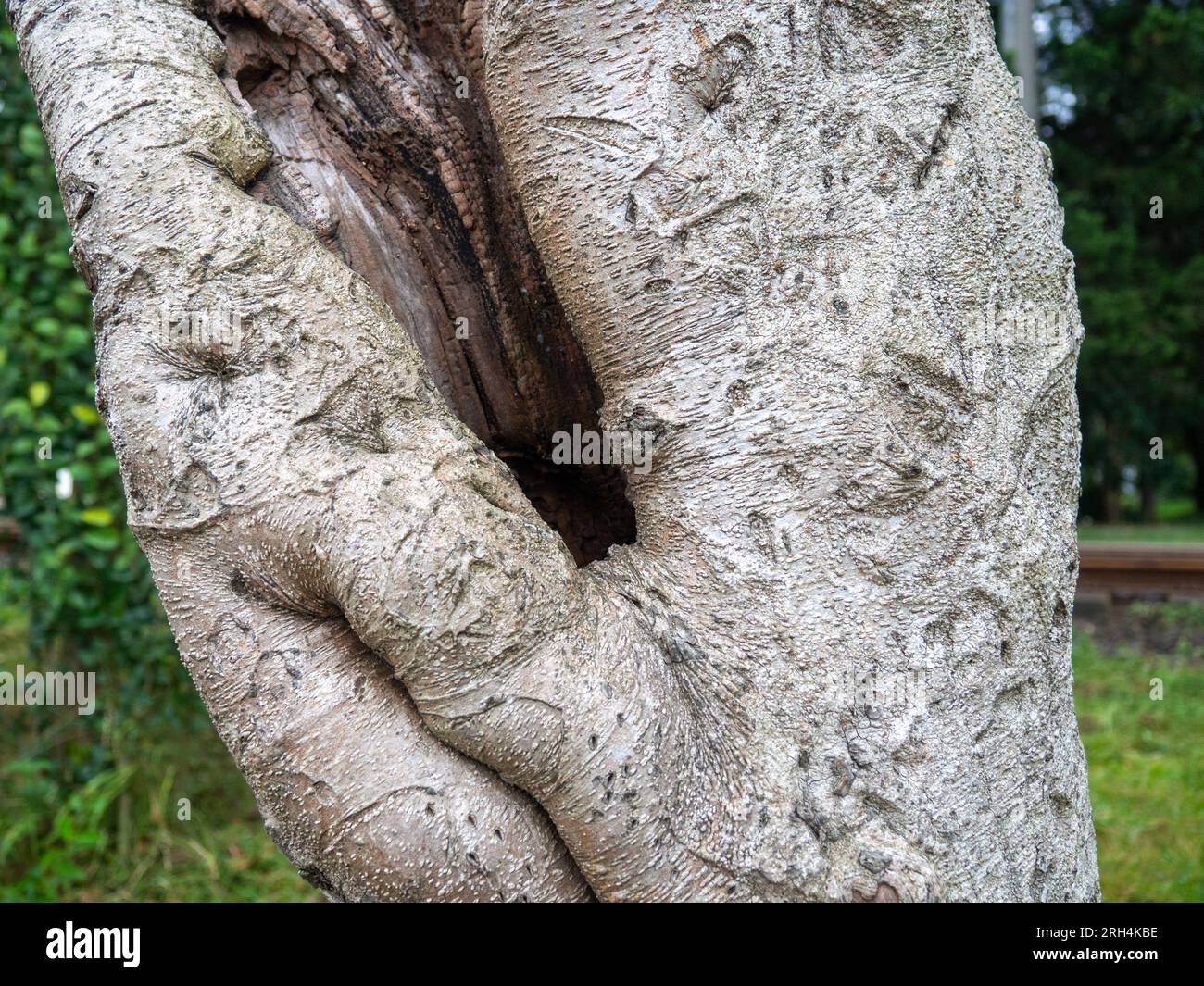 Rough tree trunk hi-res stock photography and images - Alamy