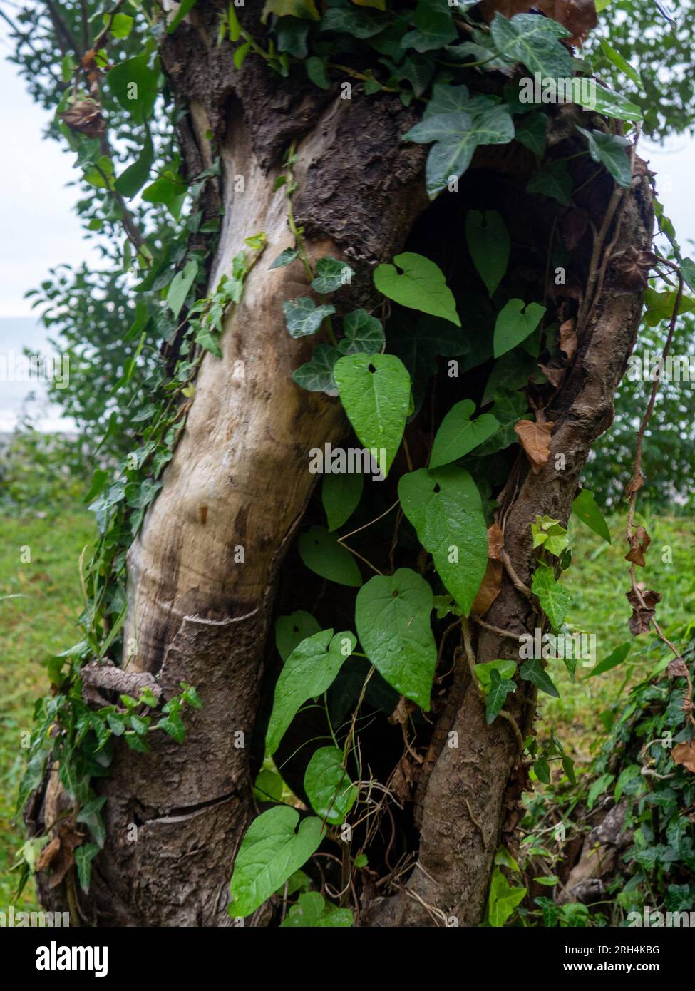 Hollow trunk shelter hi-res stock photography and images - Alamy