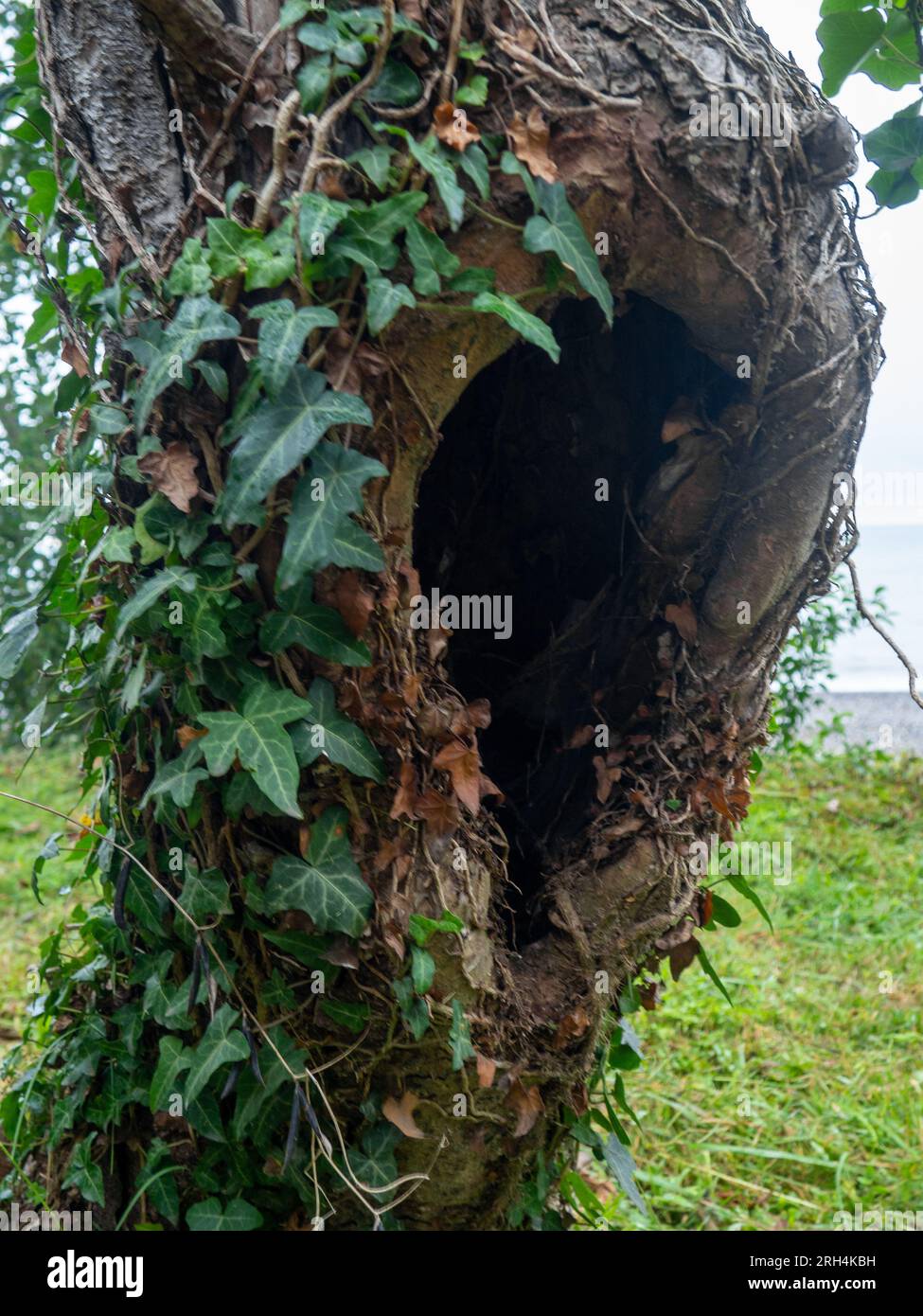 Rough tree trunk hi-res stock photography and images - Alamy