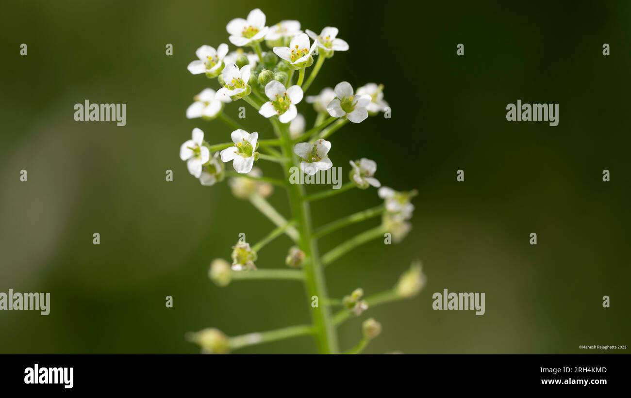Common white yarrow hi-res stock photography and images - Alamy