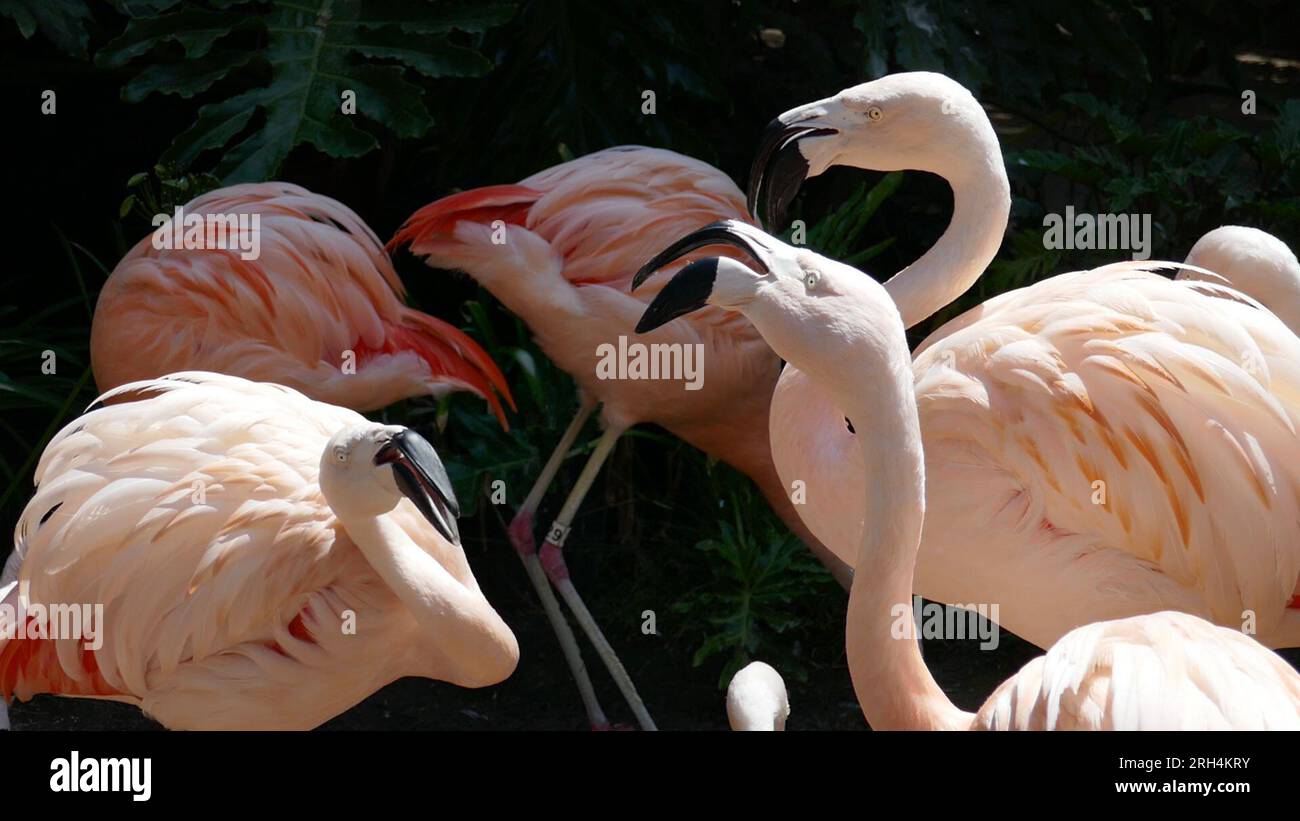 Los Angeles, California, USA 11th August 2023 Flamingos LA Zoo on ...