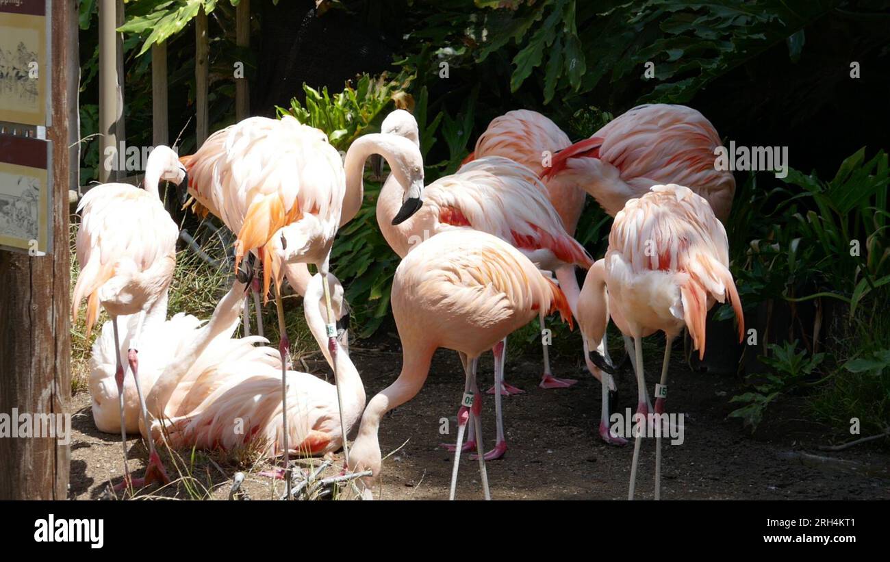 Los Angeles, California, USA 11th August 2023 Flamingos LA Zoo on ...