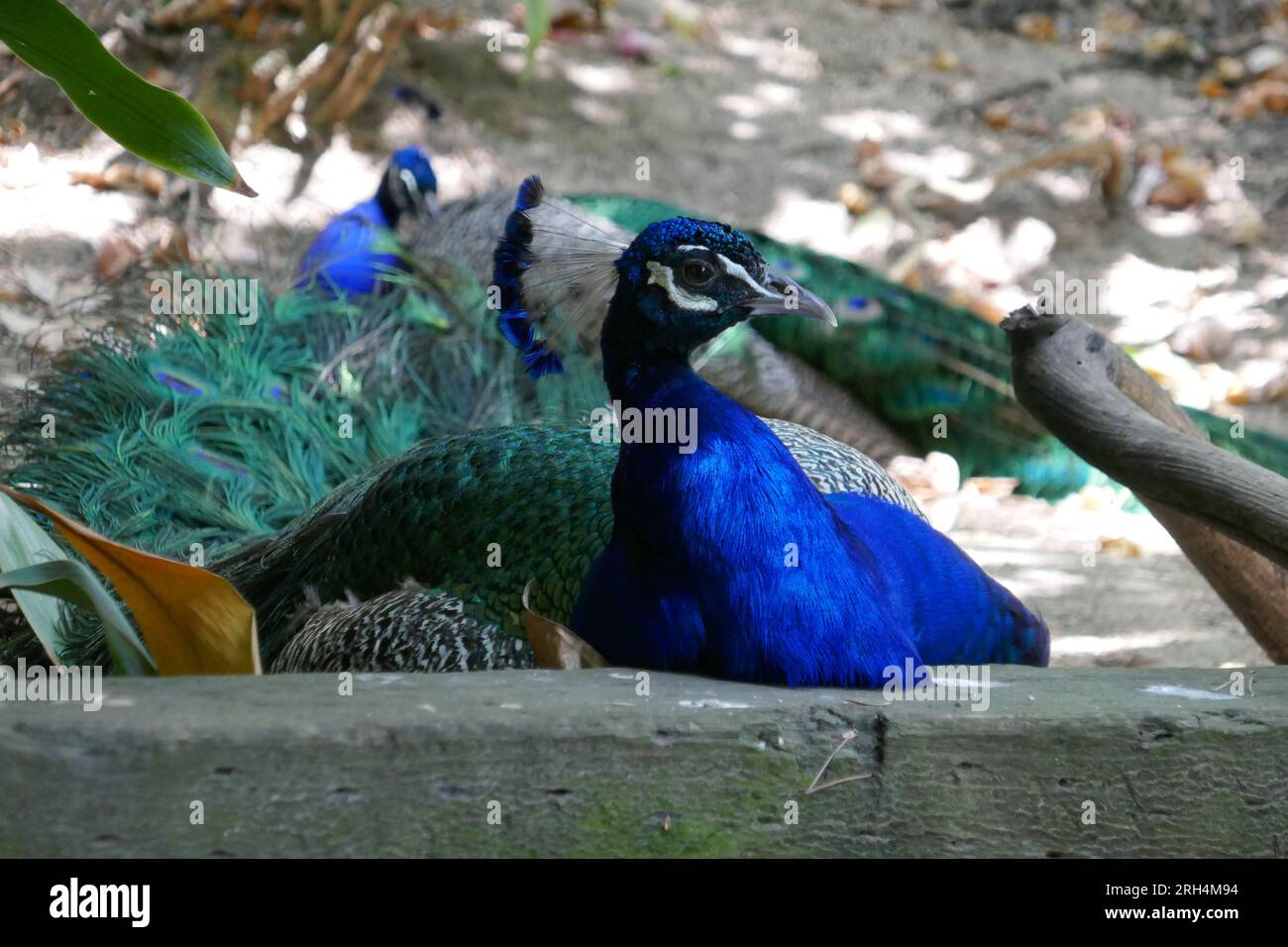 Los Angeles, California, USA 11th August 2023 Peacocks in Aviary at LA ...