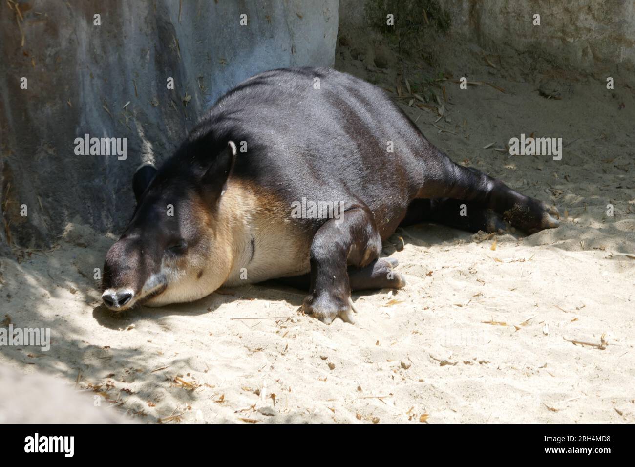 Los Angeles, California, USA 11th August 2023 Central American Tapir ...