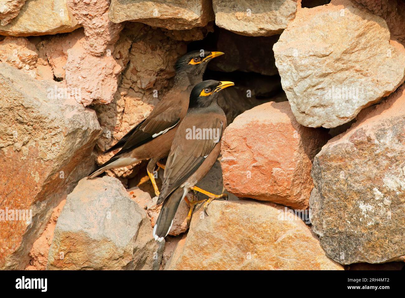Myna nest hi-res stock photography and images - Alamy