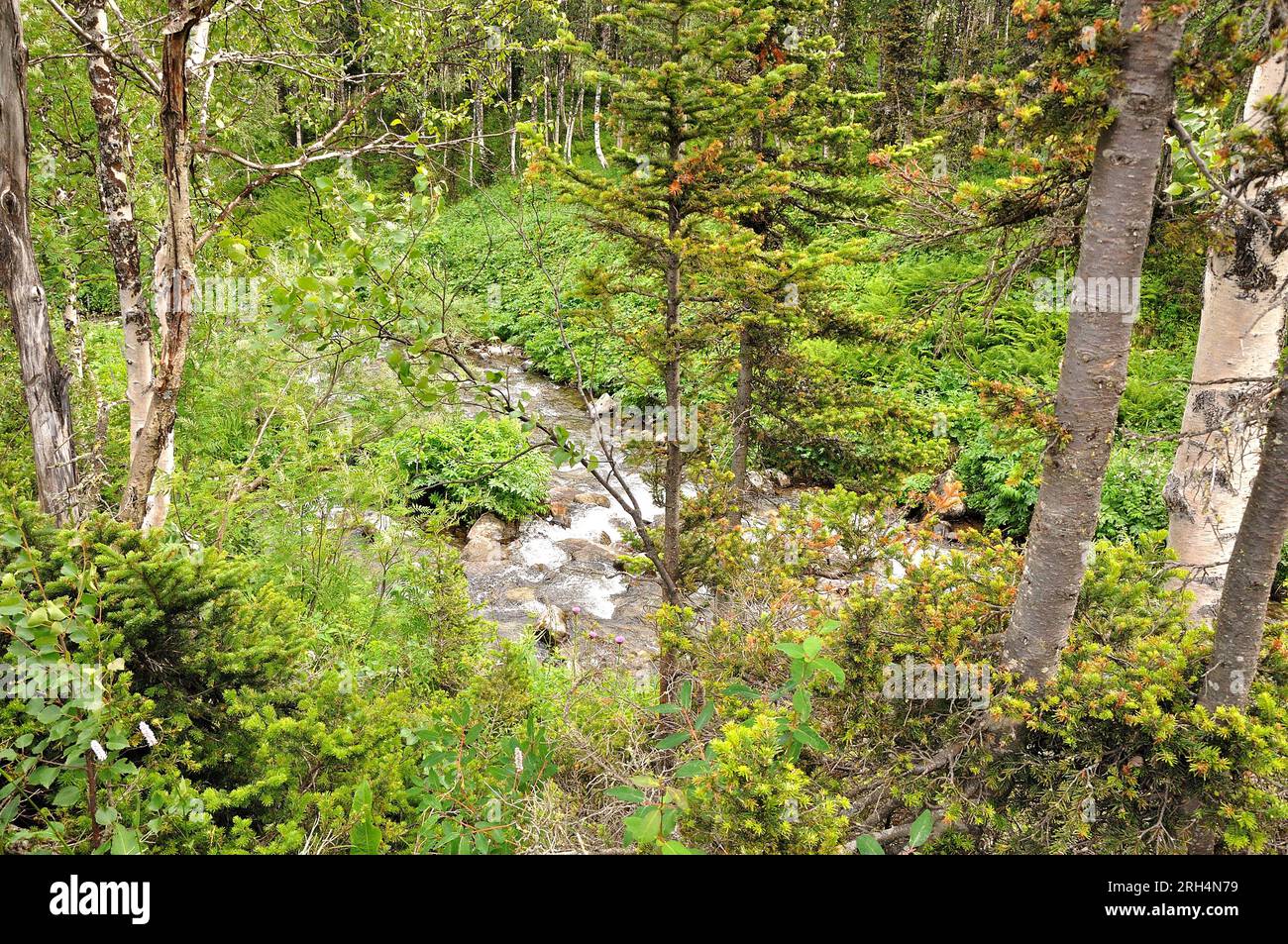 A look through the young ones at a beautiful and stormy stream flowing ...