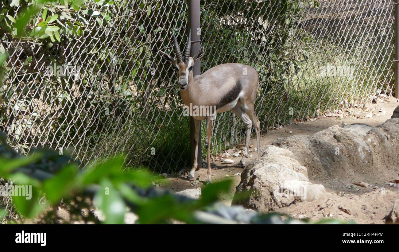 Spekeos gazelle hi-res stock photography and images - Alamy