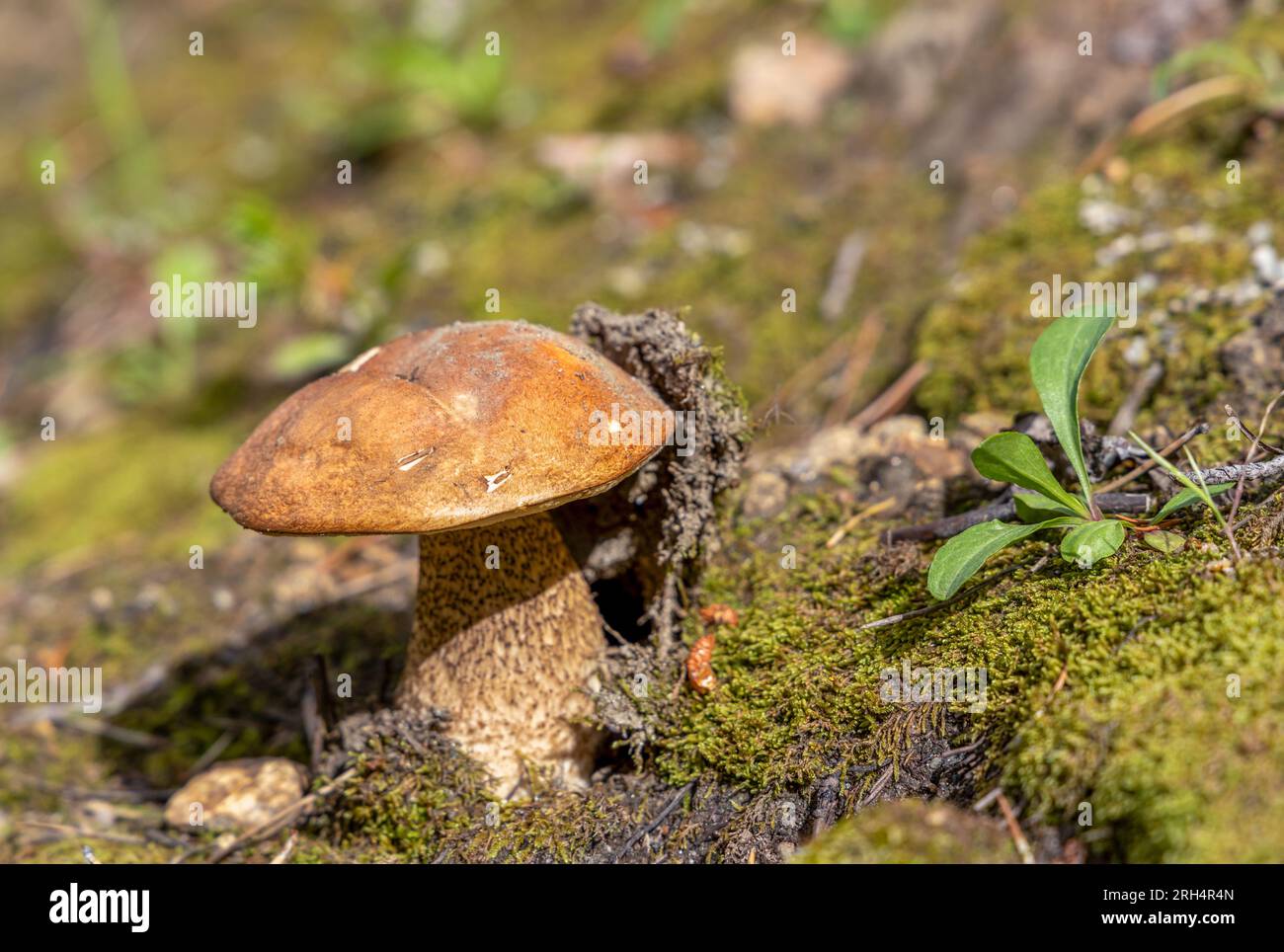 Orange-cap boletus in the summer forest, among green vegetation and ...