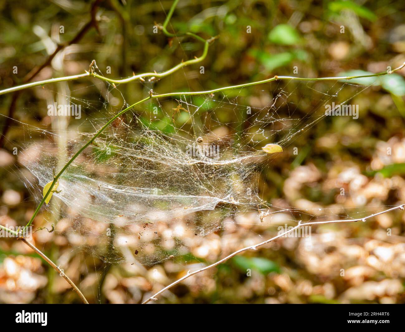 Hiking in the Pine Ridge Loop of Caddo Lake State Park at Texas Stock ...